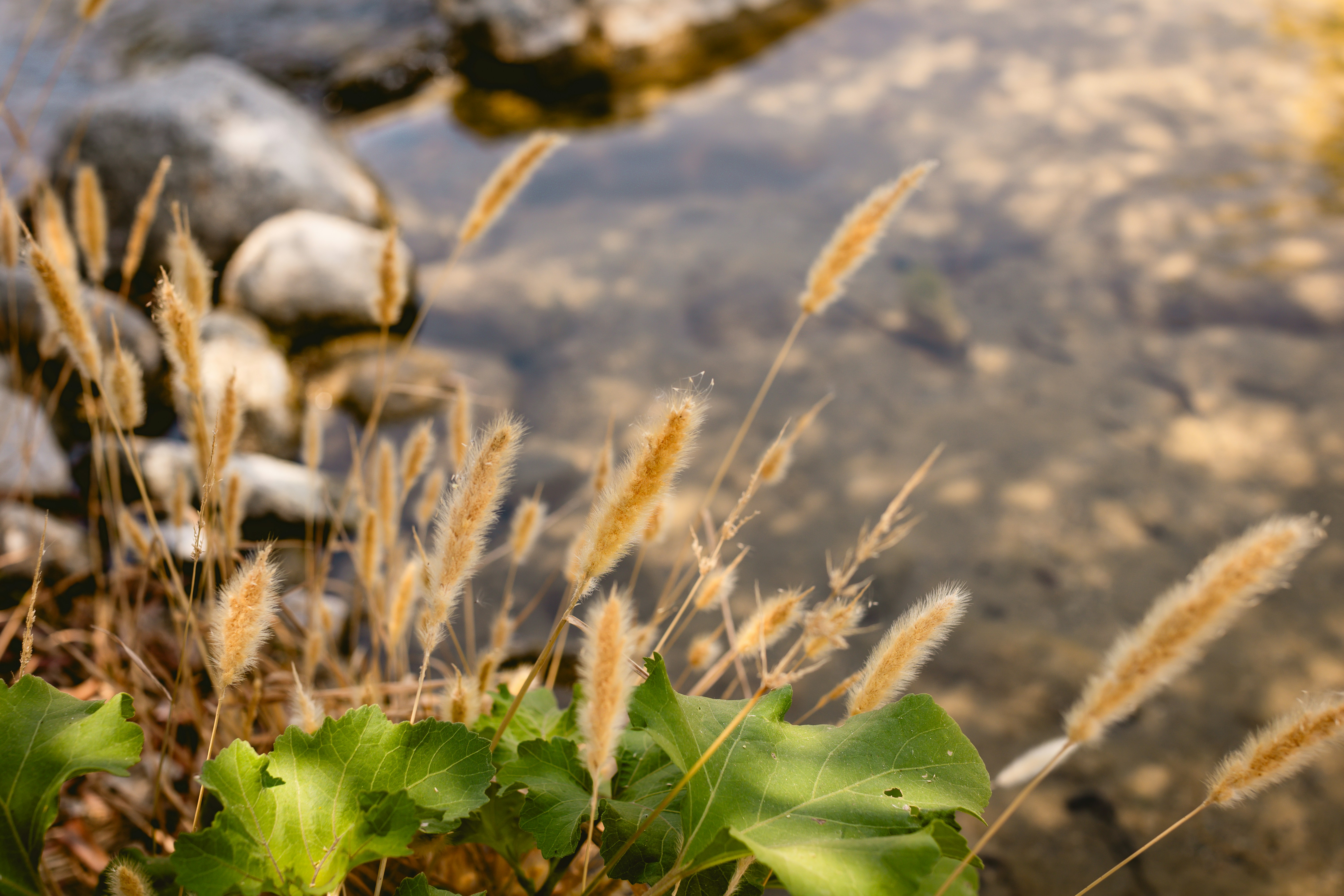Whispers of Nature: A Serene Streamside Encounter