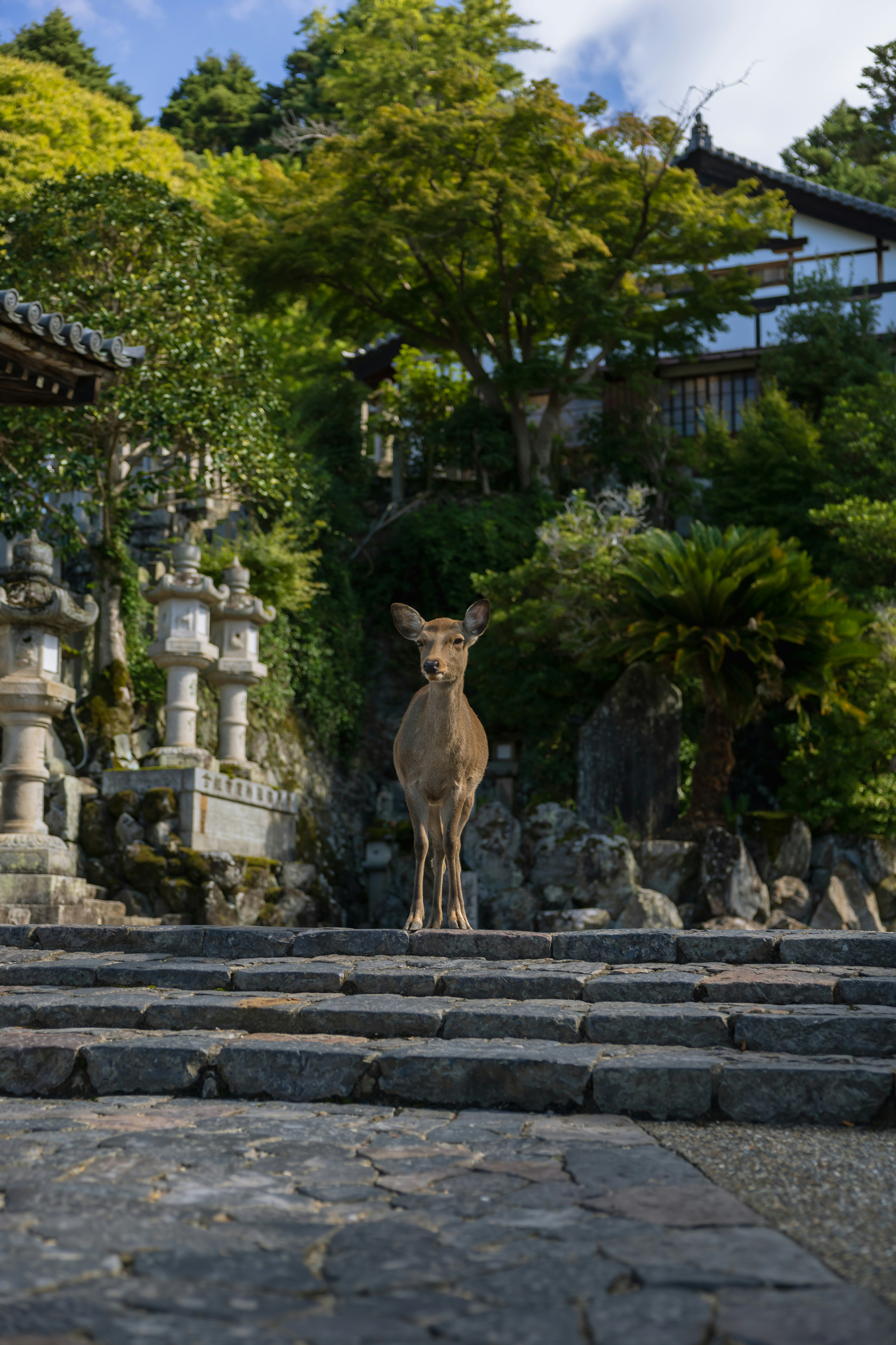 A deer stands on steps near traditional architecture.