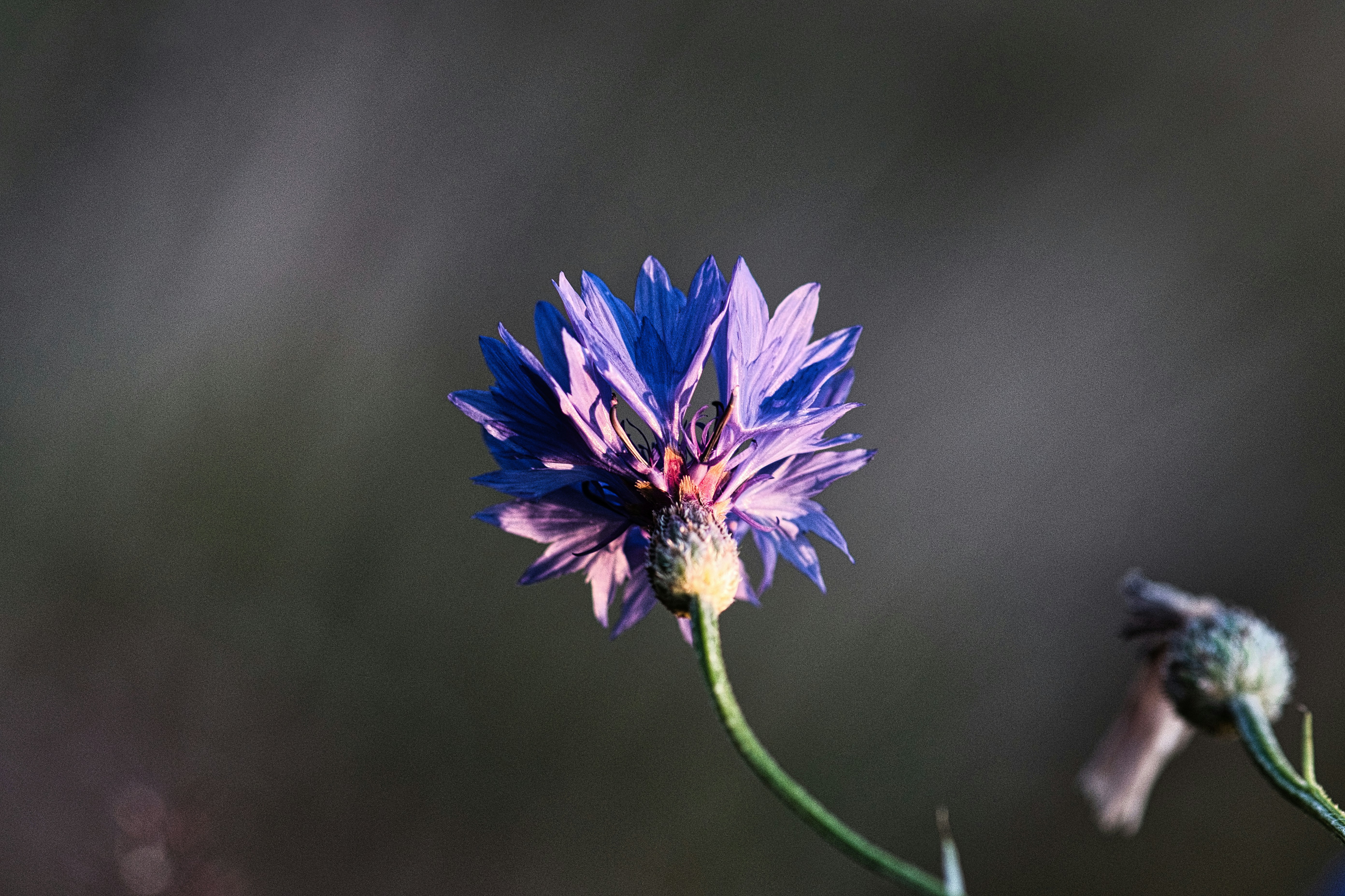 Whispers of Nature: The Enigmatic Blue Flower