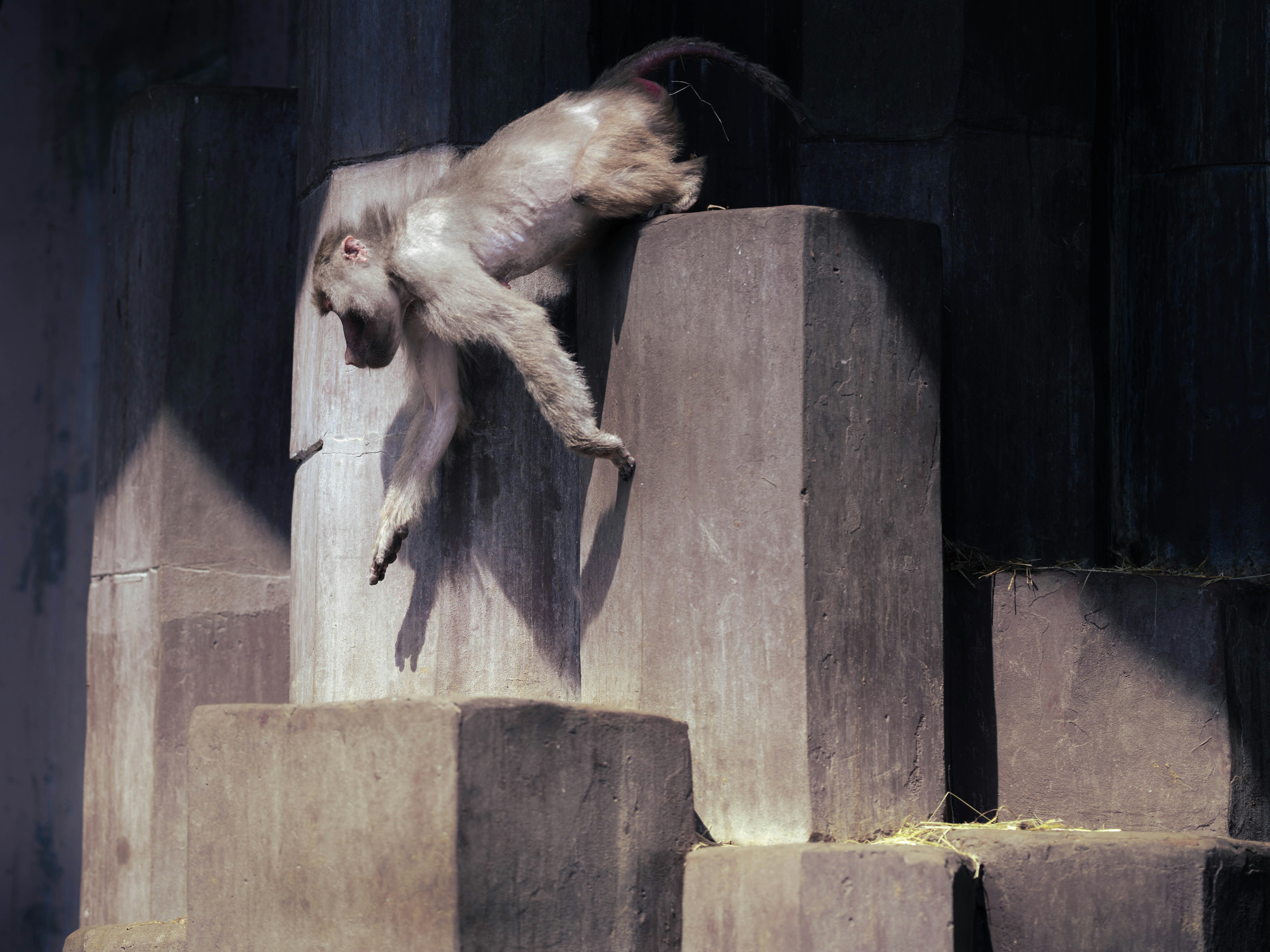 Midair Between Monoliths: White-Furred Primate in a Leap