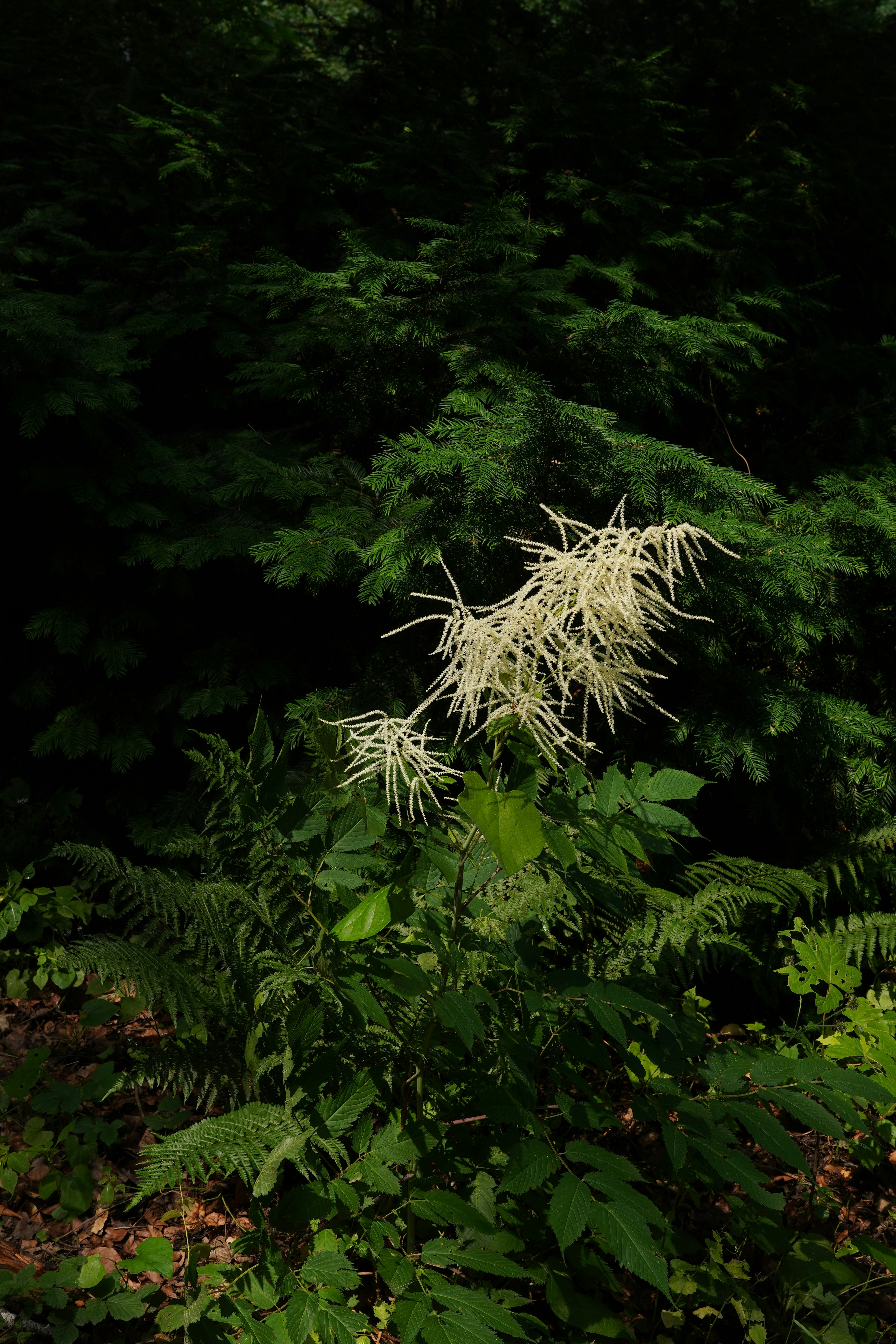 A striking white flower stands out against a lush green backdrop, showcasing nature's intricate beauty. The play of light highlights its delicate structure.