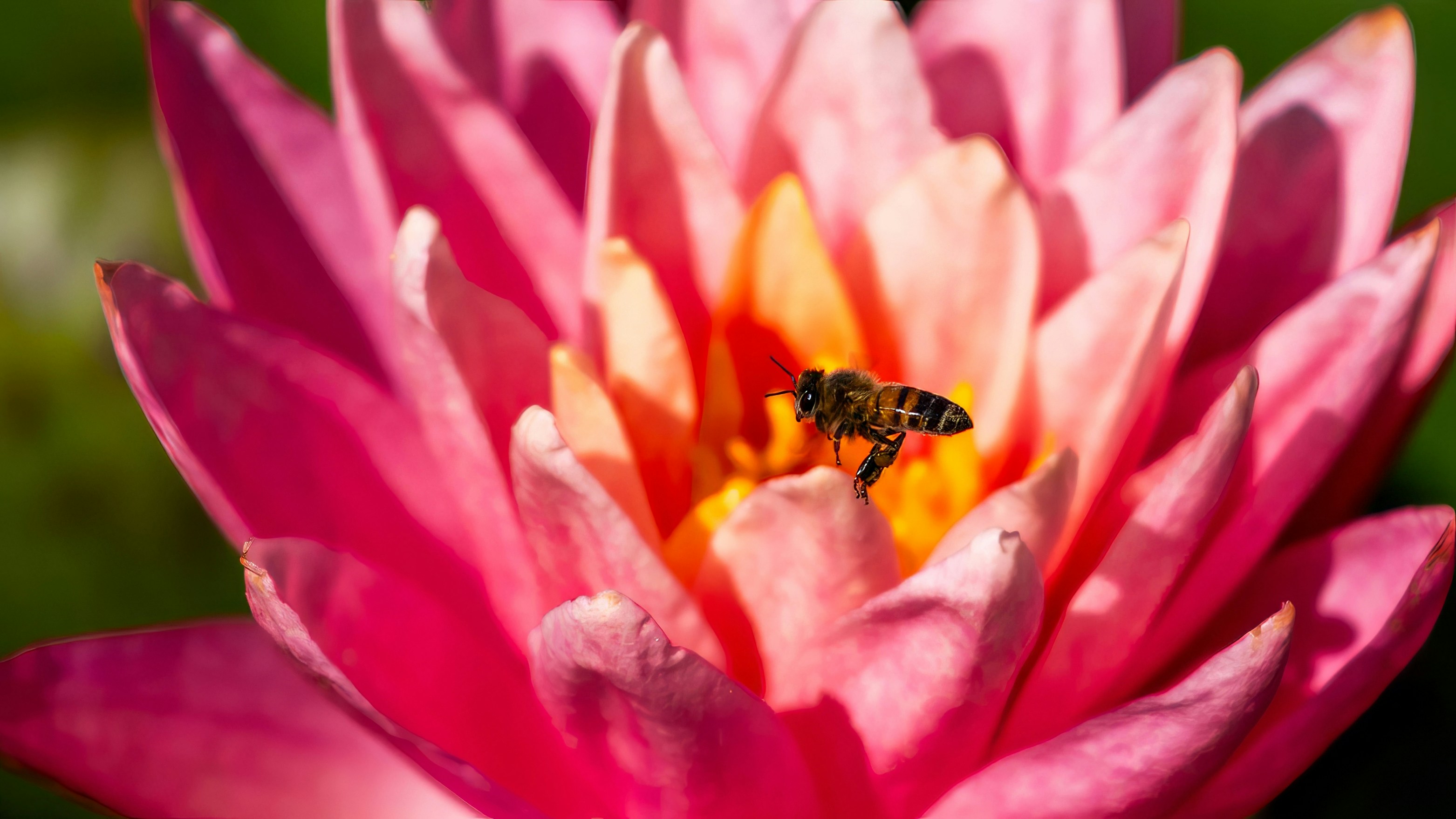 A honey bee, laden with pollen, hovers just above the vibrant center of a blooming pink water lily. The photo captures the split-second before landing, emphasizing both the bee’s delicate motion and the flower’s rich colors. | A bee pollinates a beautiful pink flower.