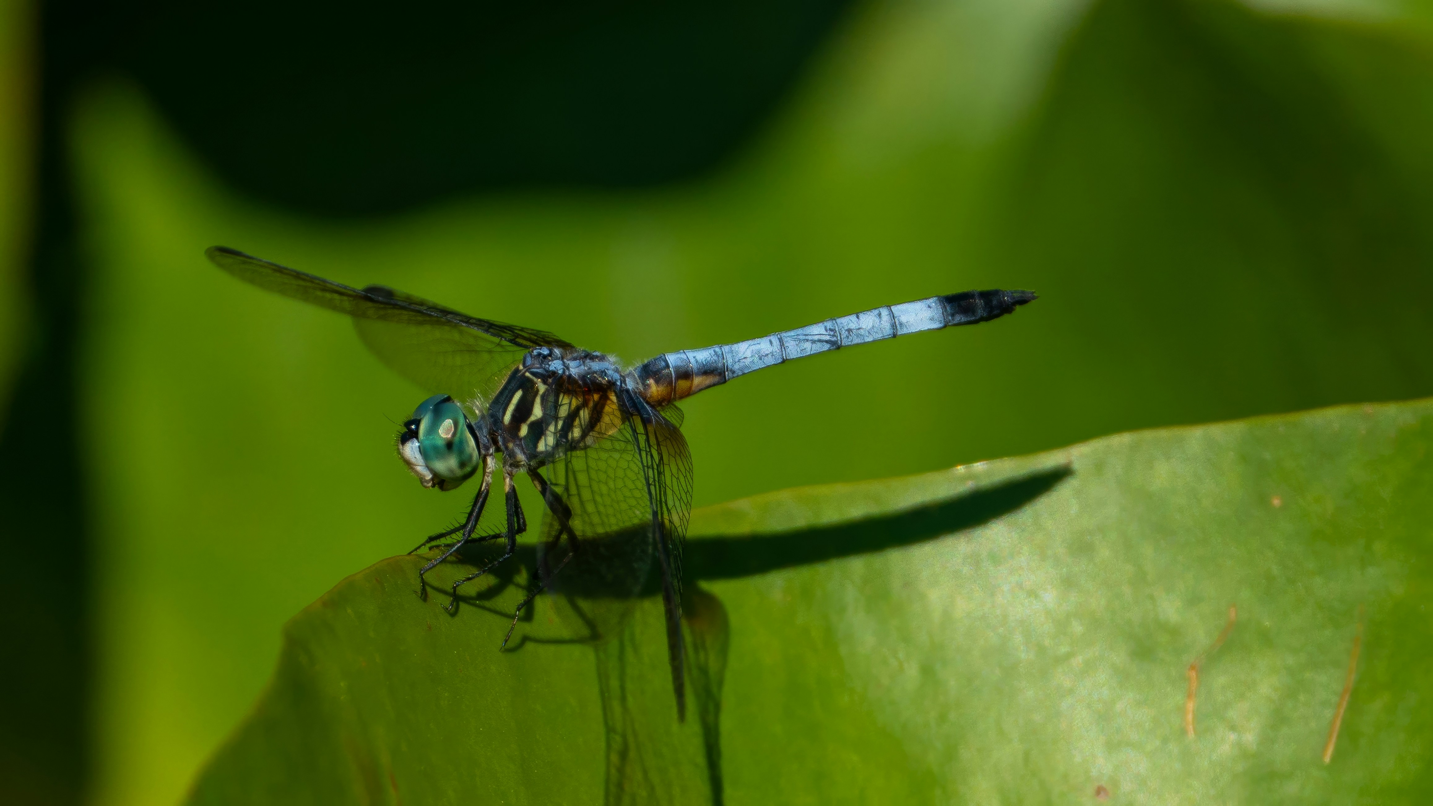 Perched gracefully on a large green leaf, a blue dasher dragonfly shows off its delicate wings and striking coloration. A crisp macro composition that highlights the beauty of small, often overlooked creatures. | A blue dragonfly rests on a vibrant, green leaf.