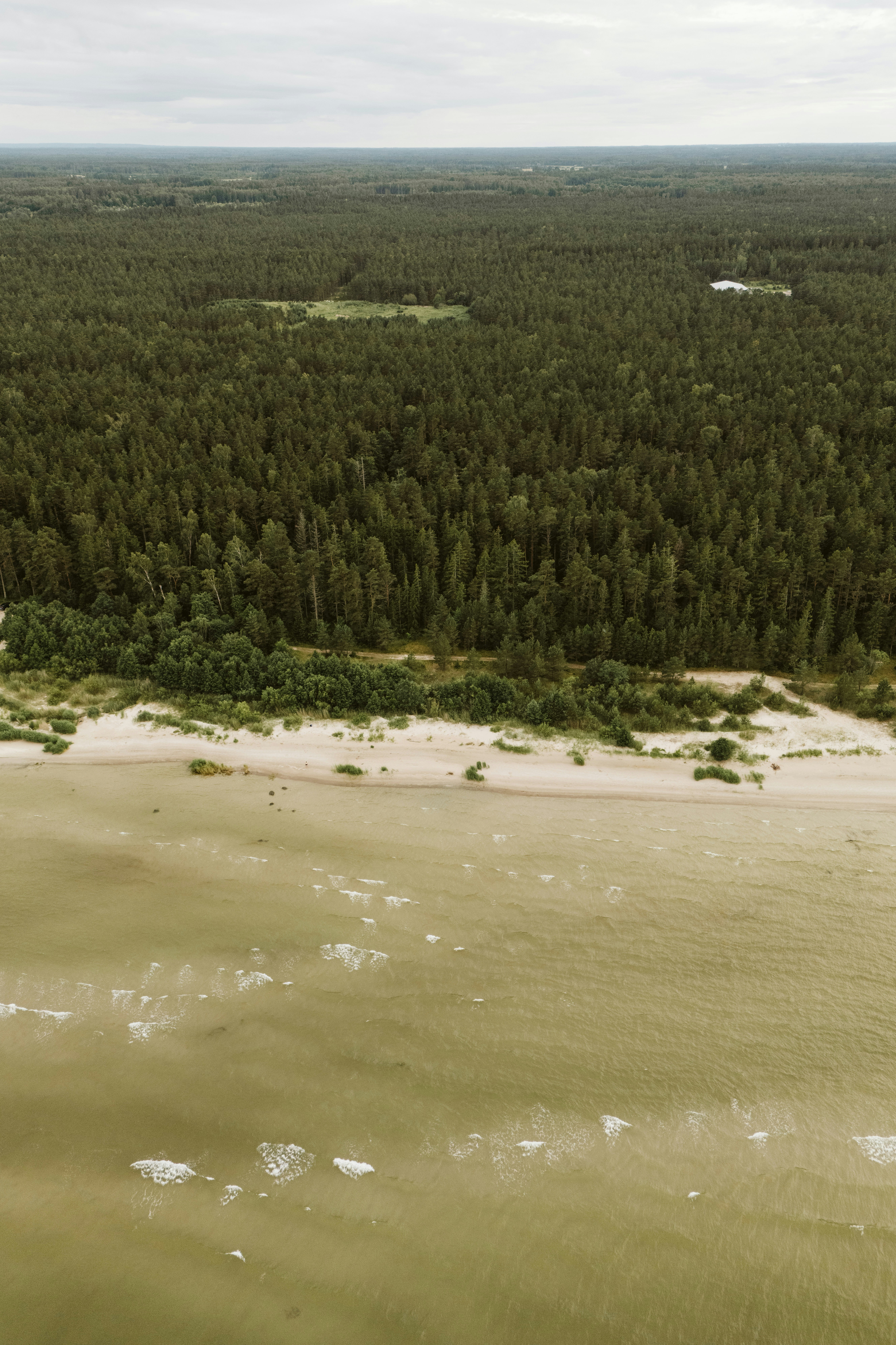 Beach meets forest from an aerial perspective. photo – Free Summer ...