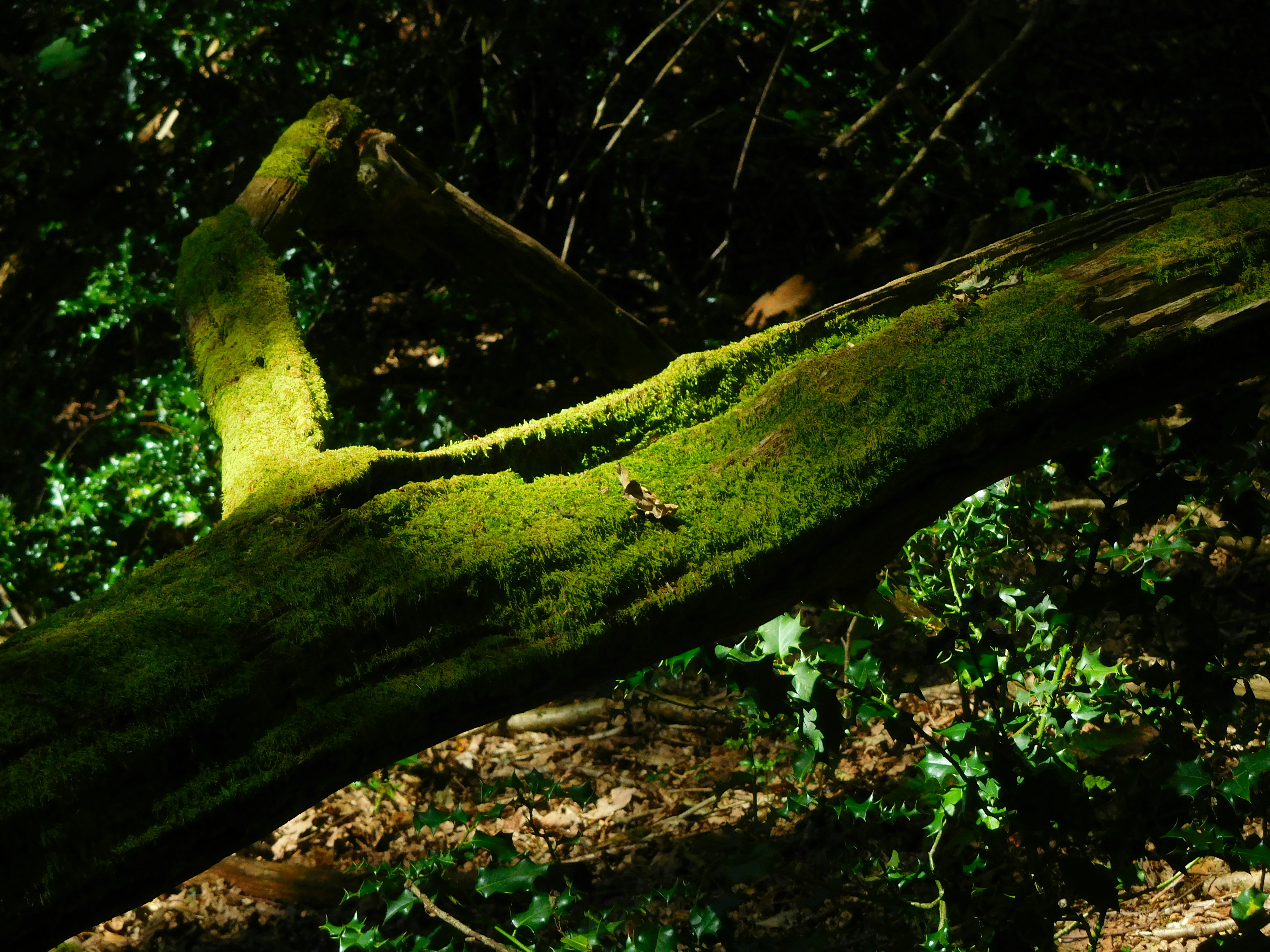 NPNWJC (No Prep, No Water, Just Cameras) was a shoot my uncle and I did over the summer. We headed straight into the woods with zero prep, no water, and no real plan—just our cameras. Nothing fancy, just raw shots and whatever we came across along the way. | Moss-covered log in a forest setting.