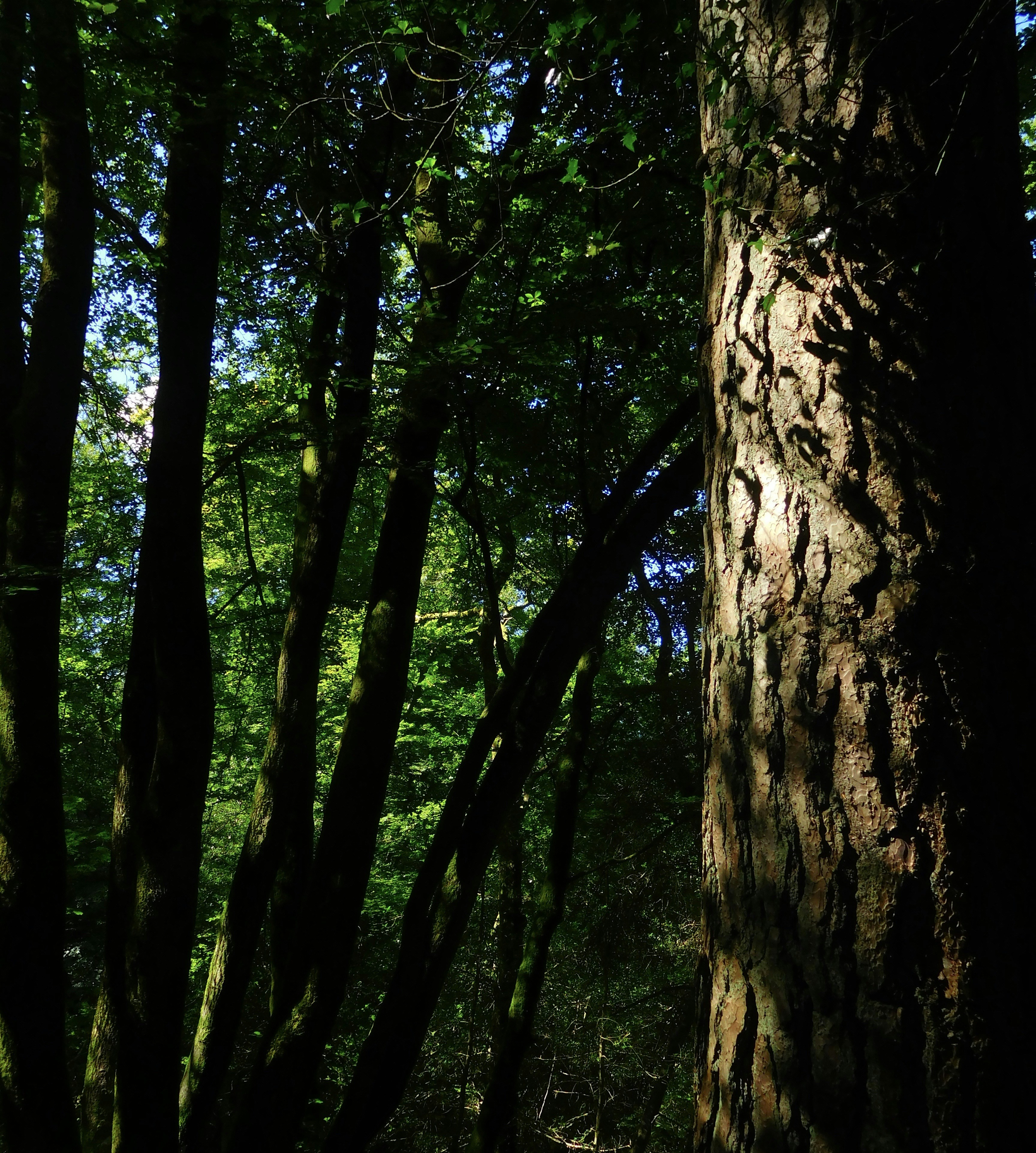 NPNWJC (No Prep, No Water, Just Cameras) was a shoot my uncle and I did over the summer. We headed straight into the woods with zero prep, no water, and no real plan—just our cameras. Nothing fancy, just raw shots and whatever we came across along the way. | Sunlight filters through a lush forest.
