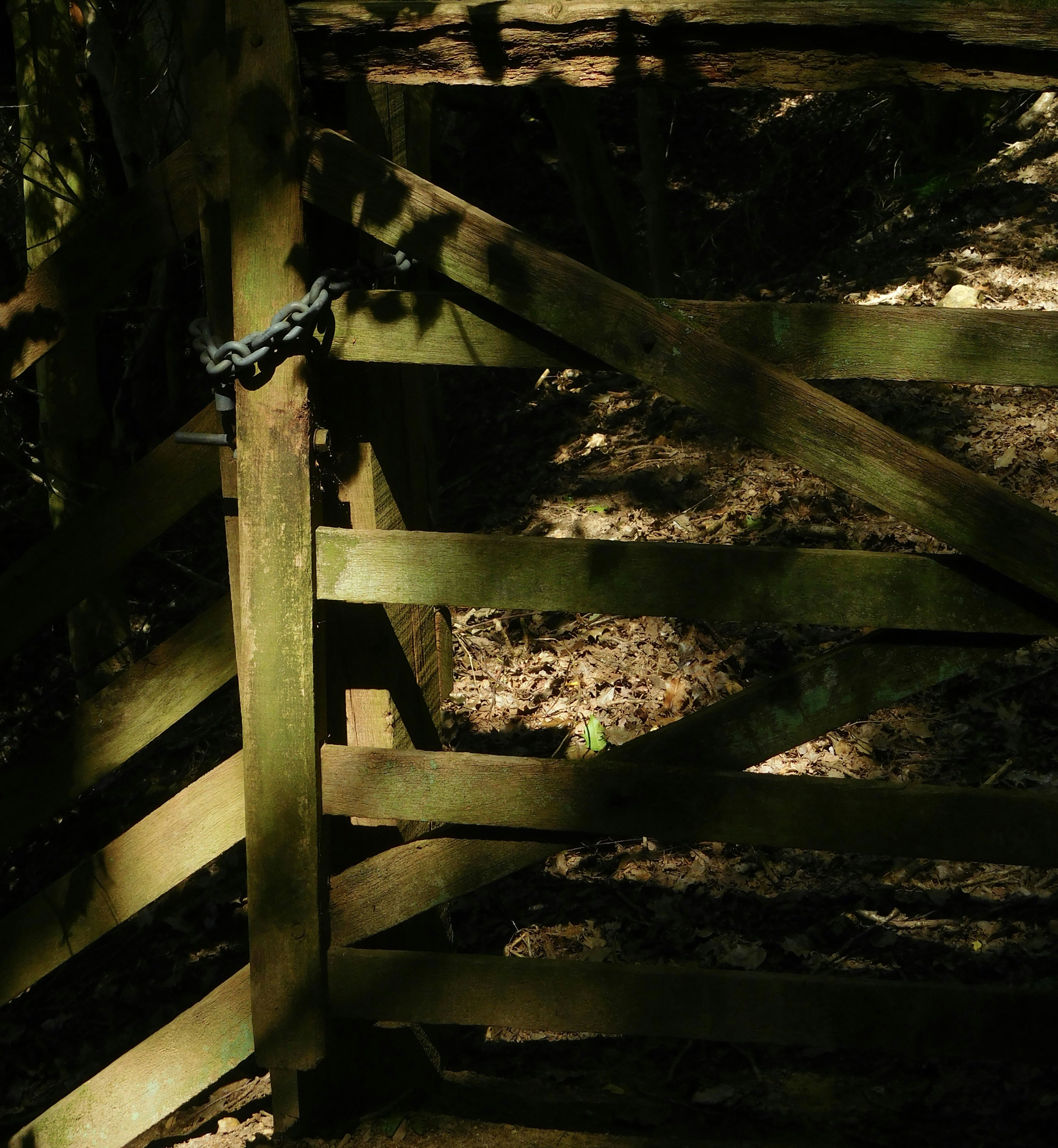 A rustic wooden gate secured with a chain, surrounded by dappled sunlight filtering through the trees, hinting at the mysteries beyond.