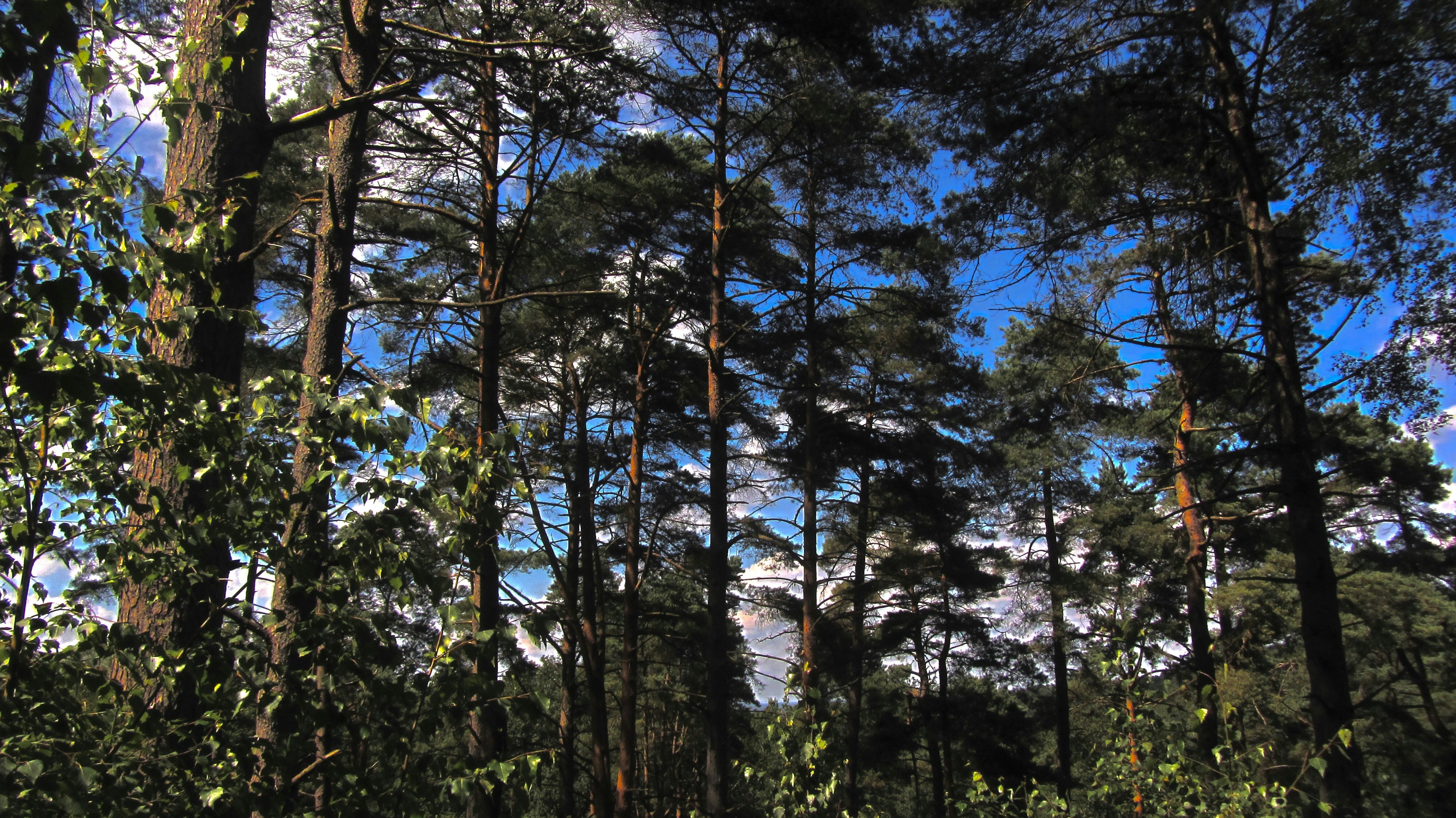 Tall pine trees stretch towards a vibrant sky, framed by lush greenery below. The interplay of light and shadow adds depth to the serene forest scene.