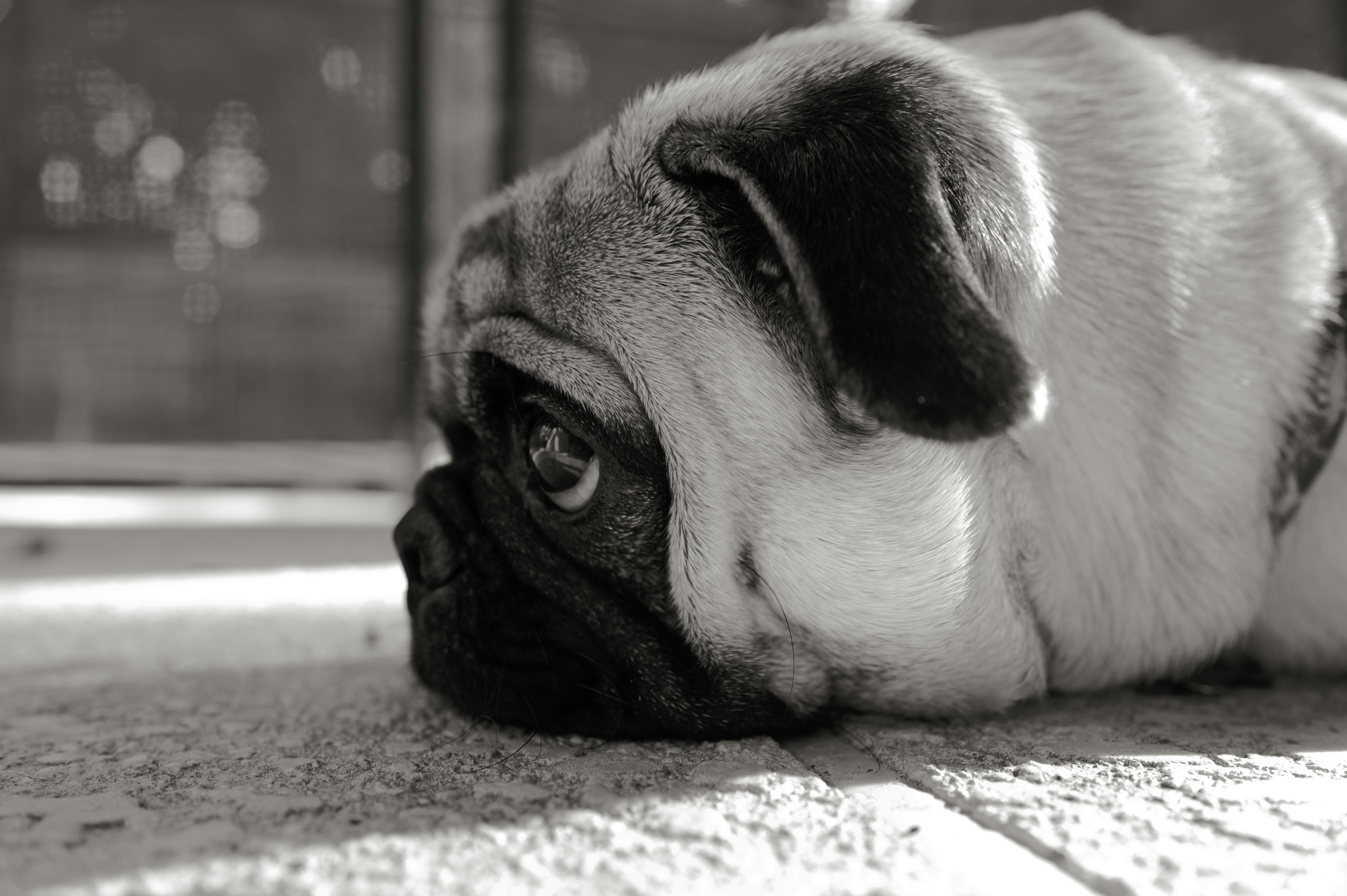 Whiskers and Wonder: A Pug's Contemplation