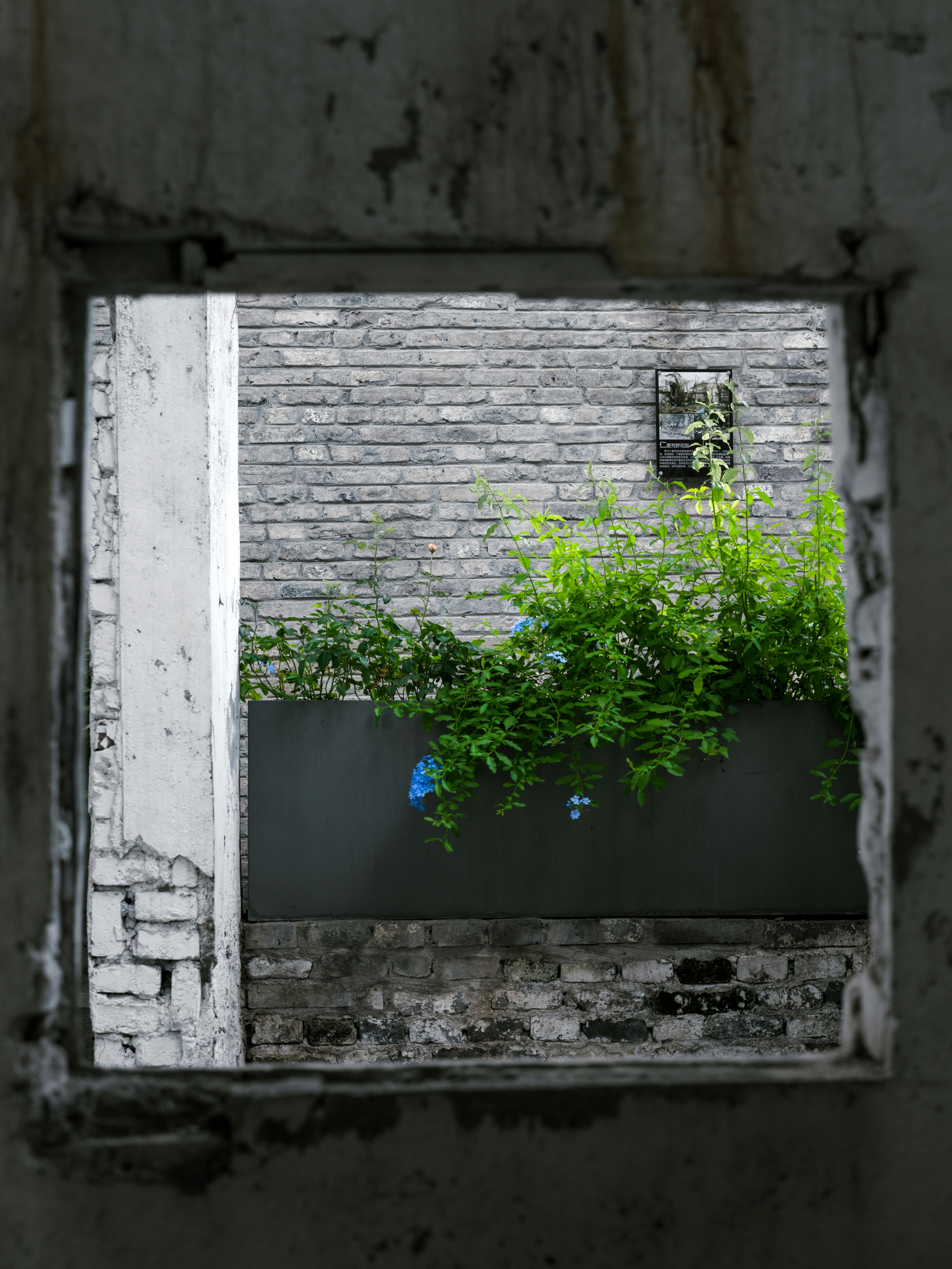 Framed Serenity: Nature's Touch in Urban Spaces