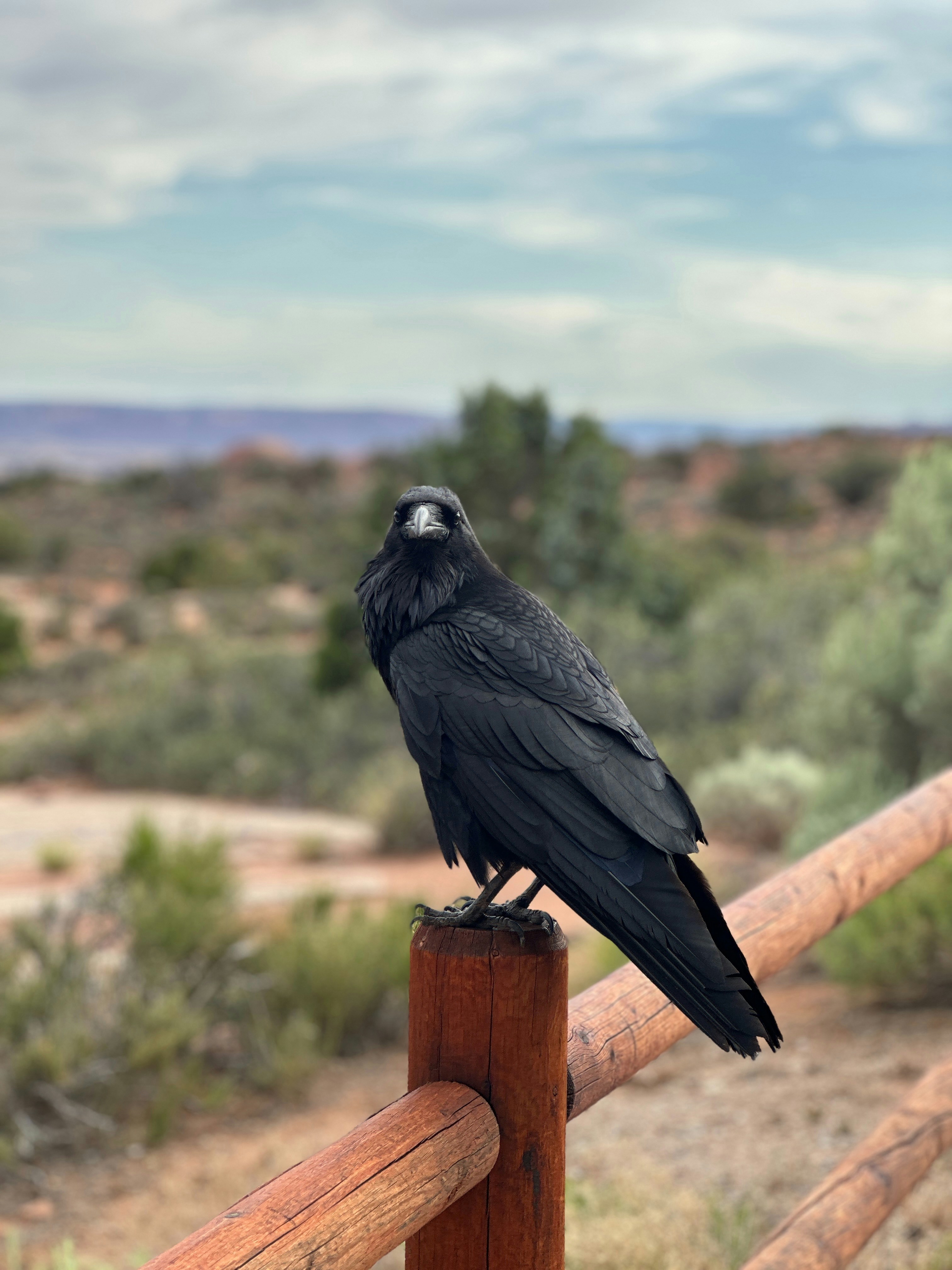 A crow perches on a wooden fence. photo – Free Animal Image on Unsplash