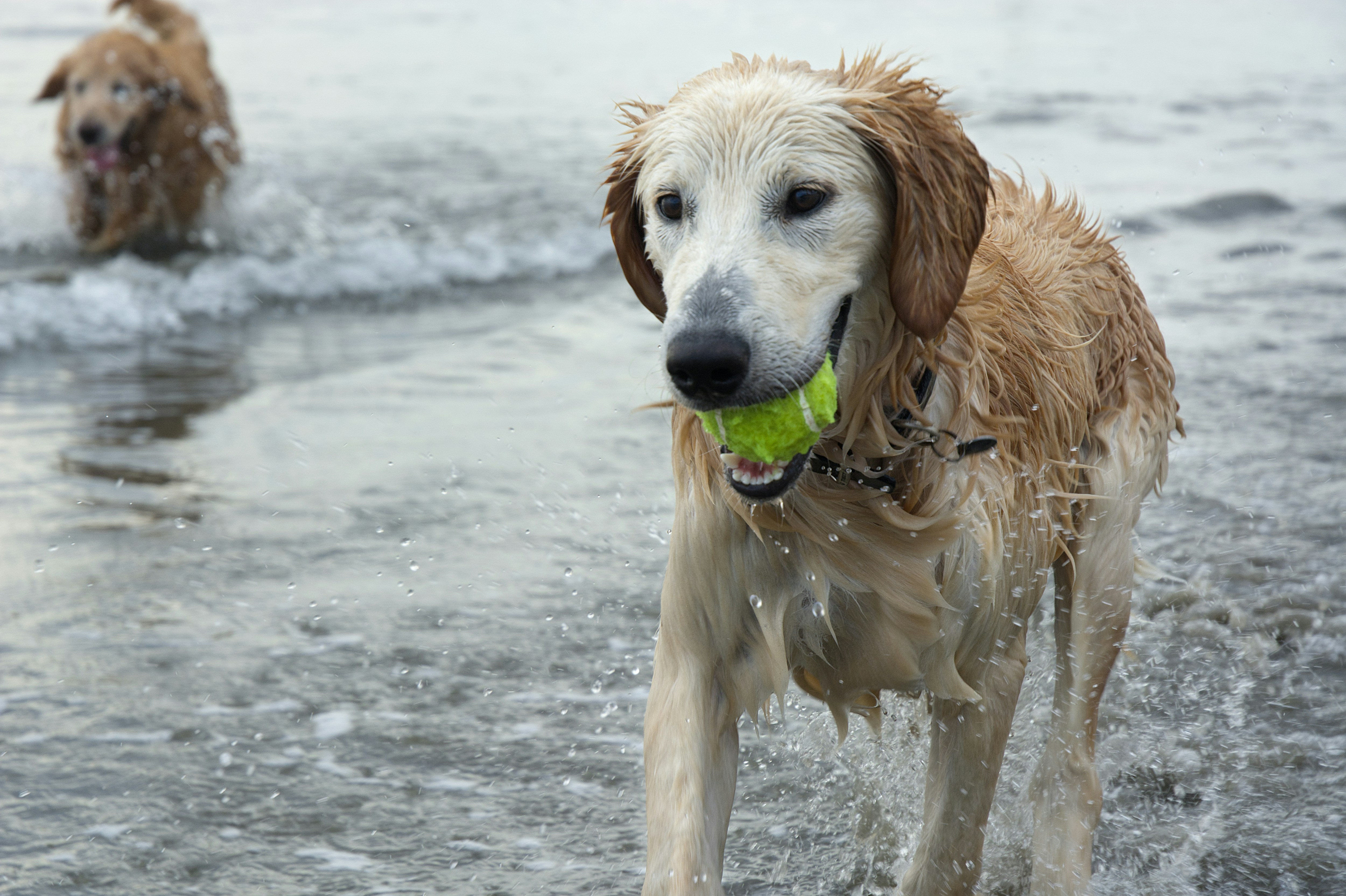 Joyful Splash: A Playful Pup in Action