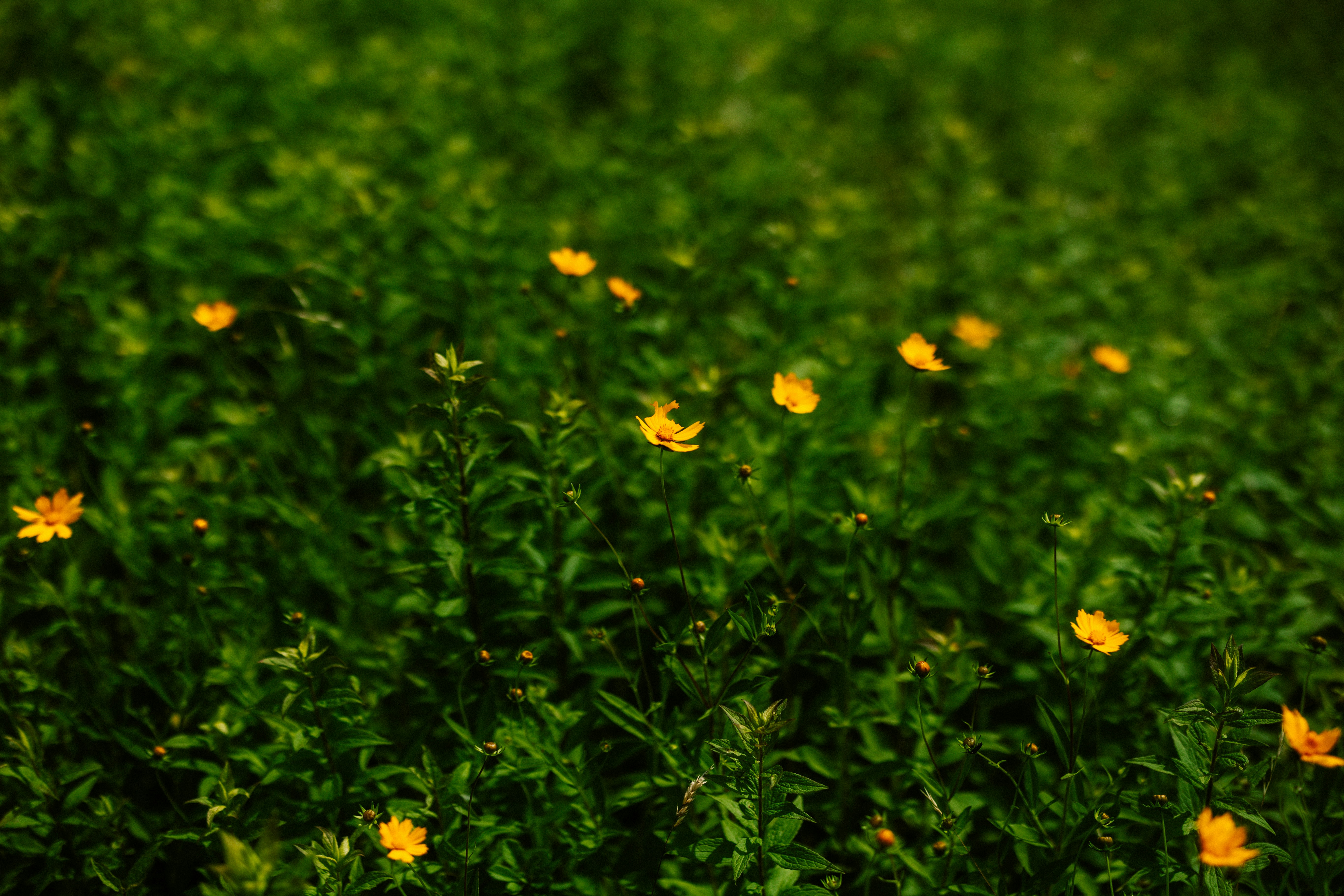 Yellow flowers bloom in a green field.