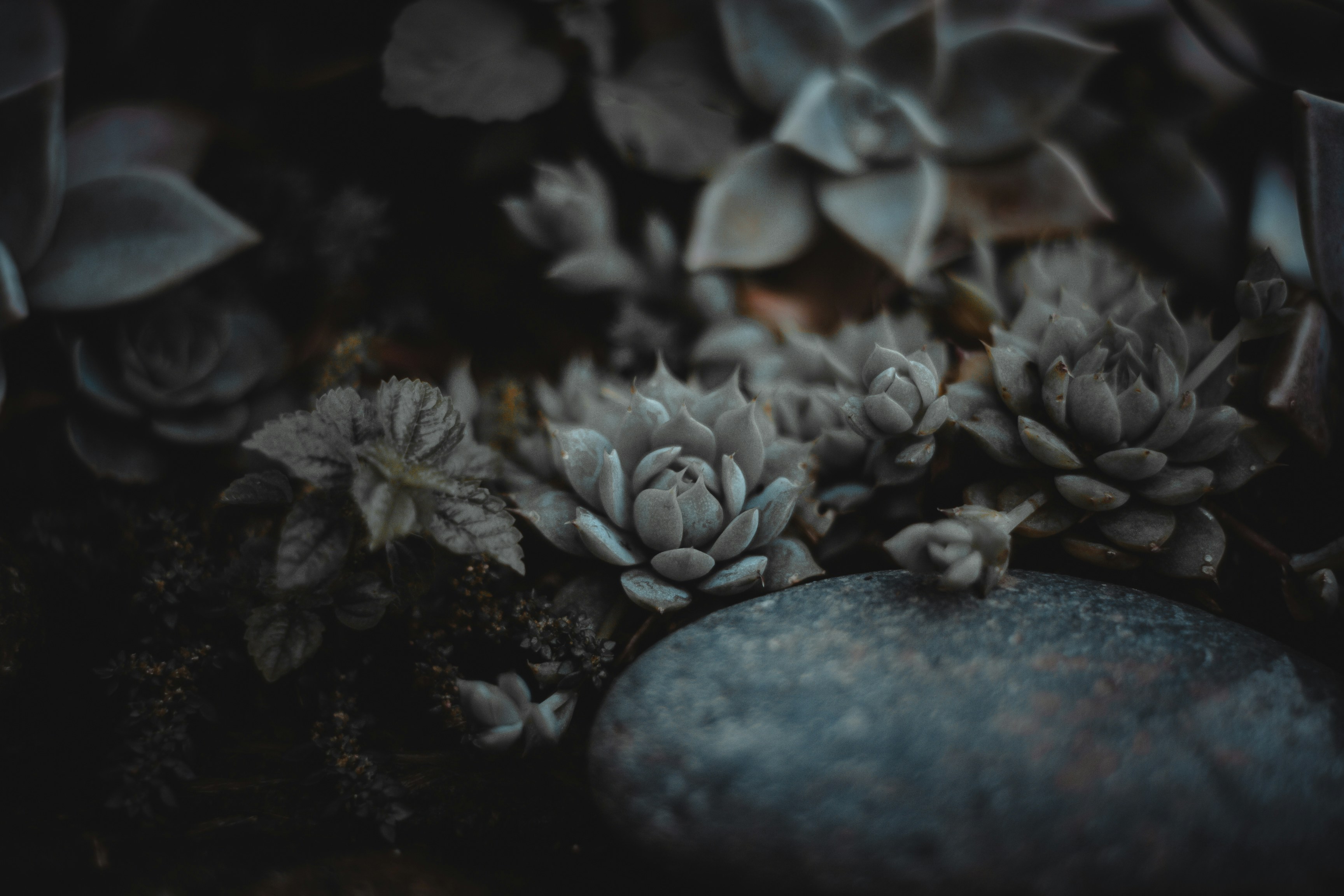 Succulents and a rock in dark green tones.