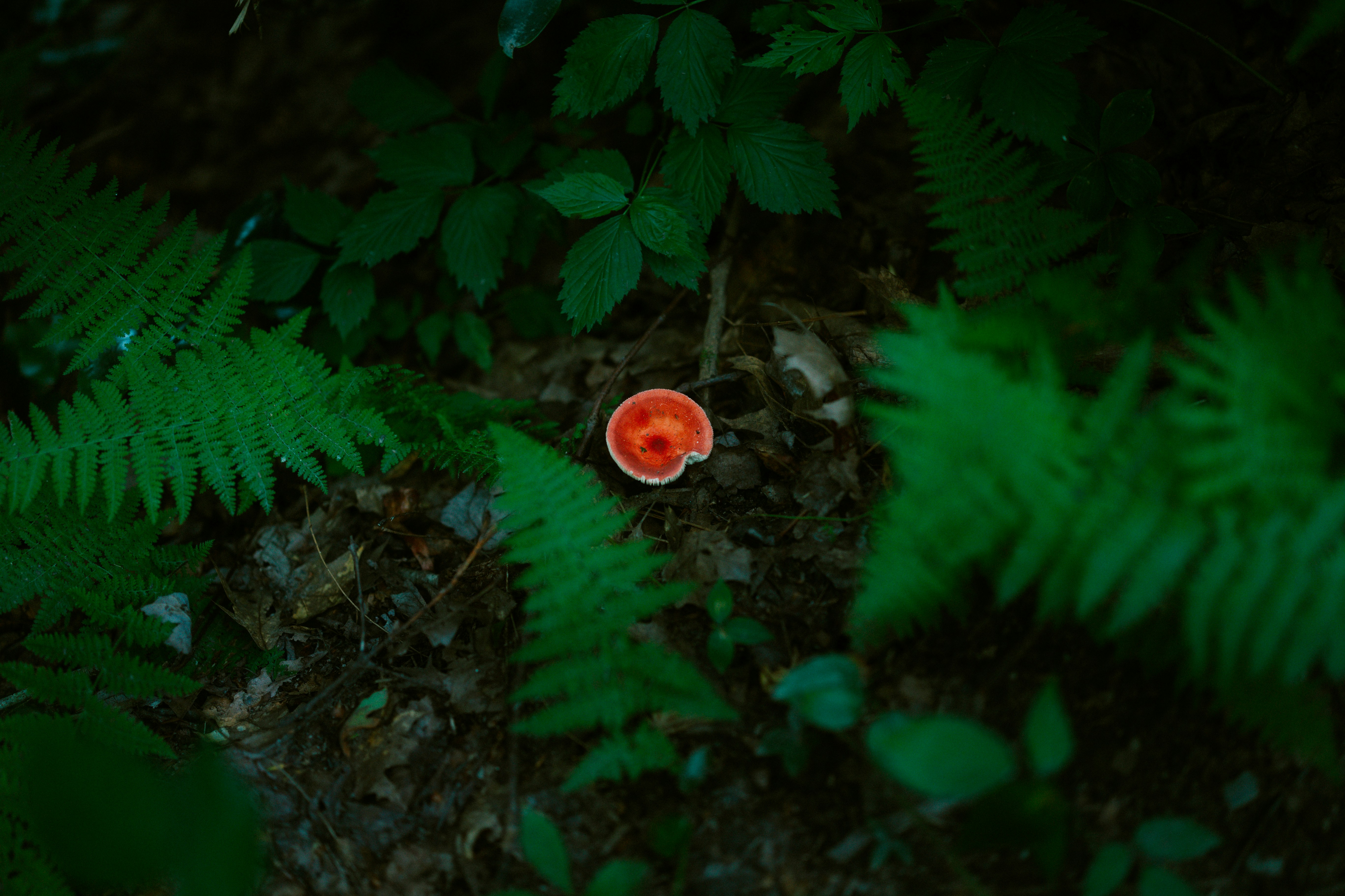 A red mushroom sits amidst green foliage.