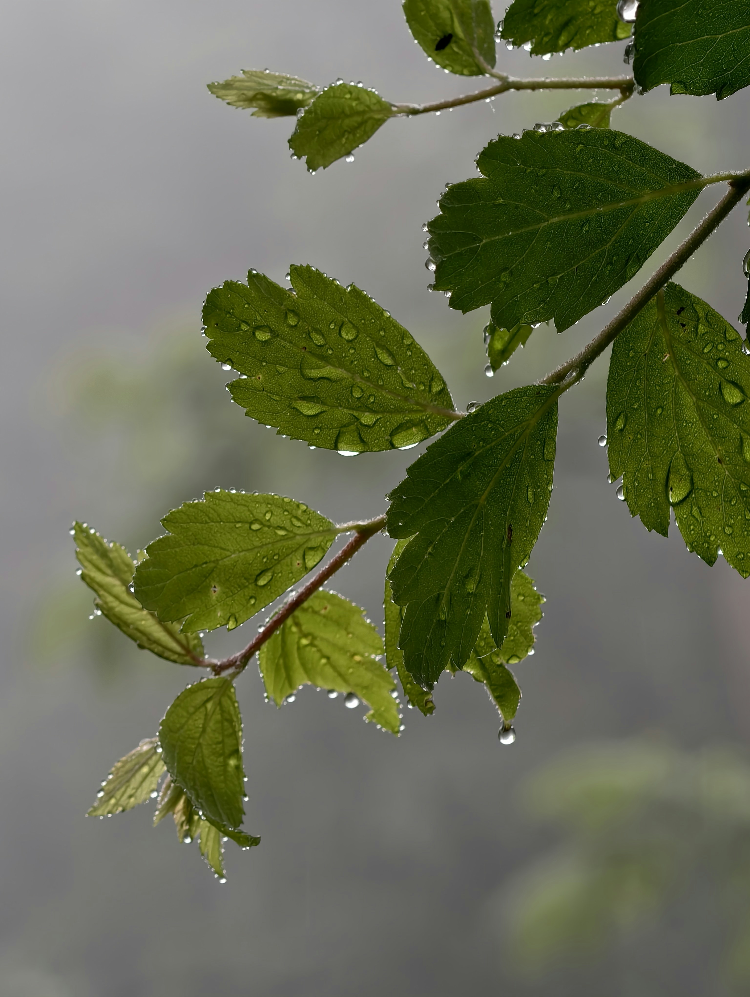 Raindrops glisten on green leaves.