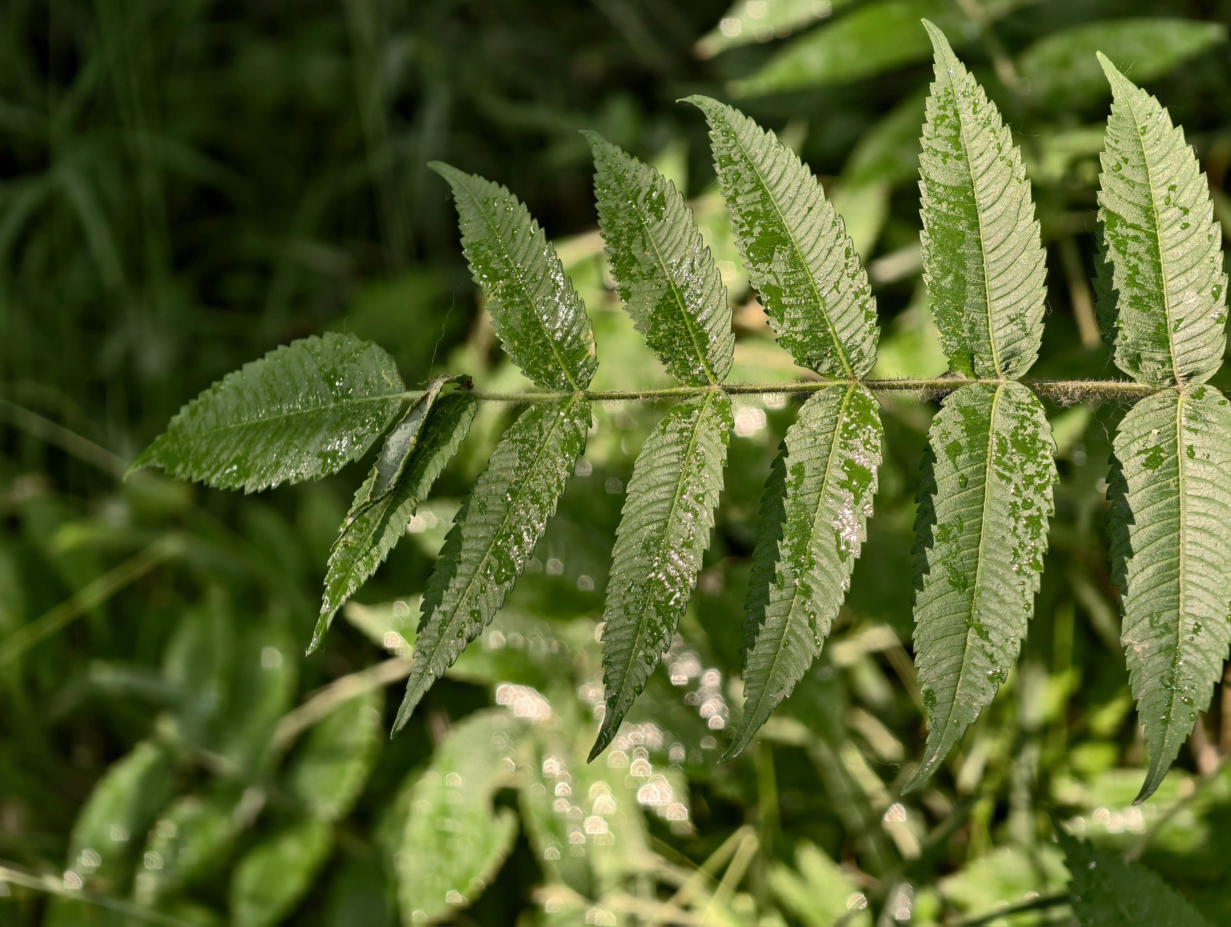 Fern-like leaves are showcased in the sunlight.