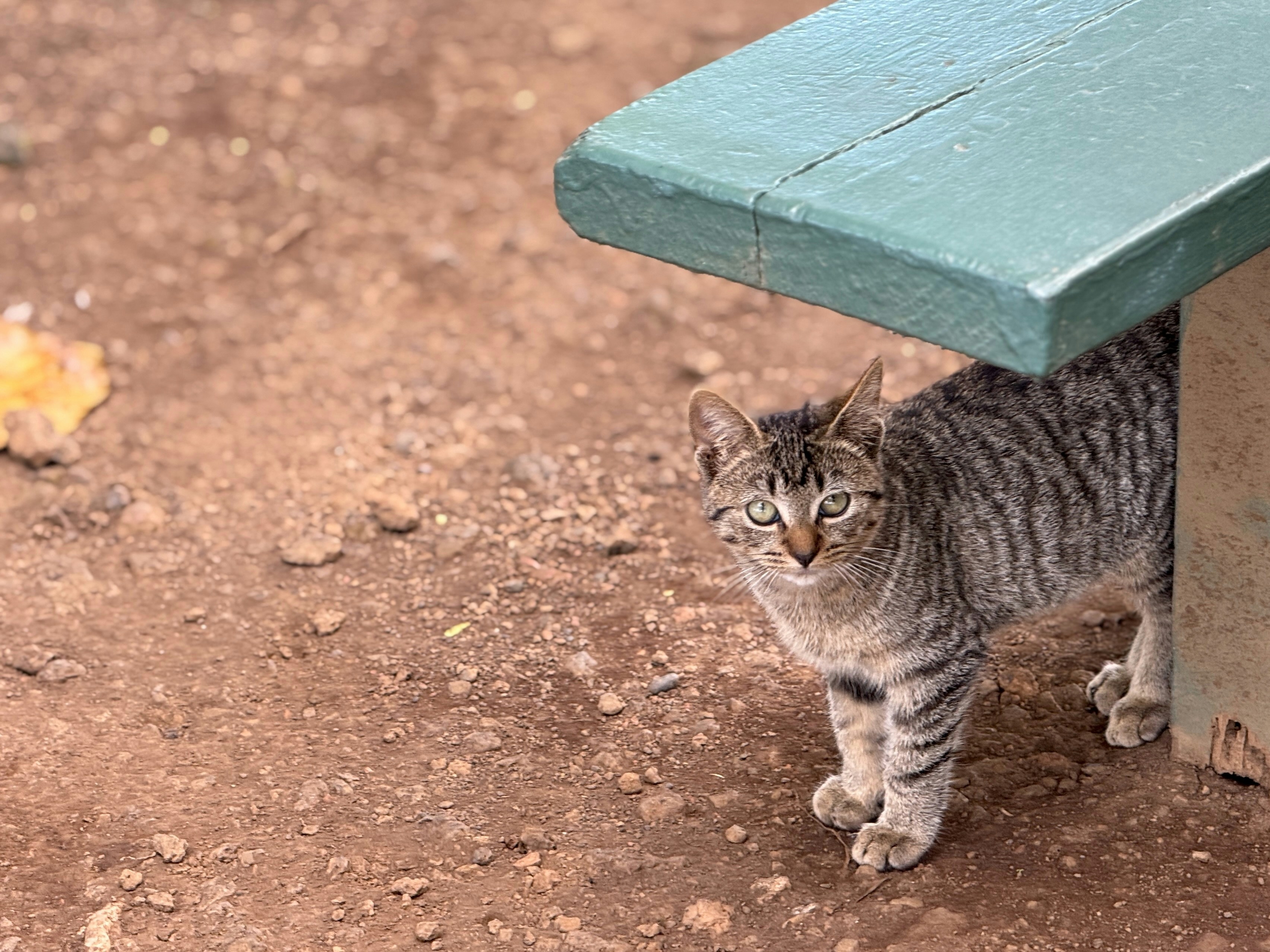 Hidden Watcher: Tabby Cat Peering from Beneath a Bench