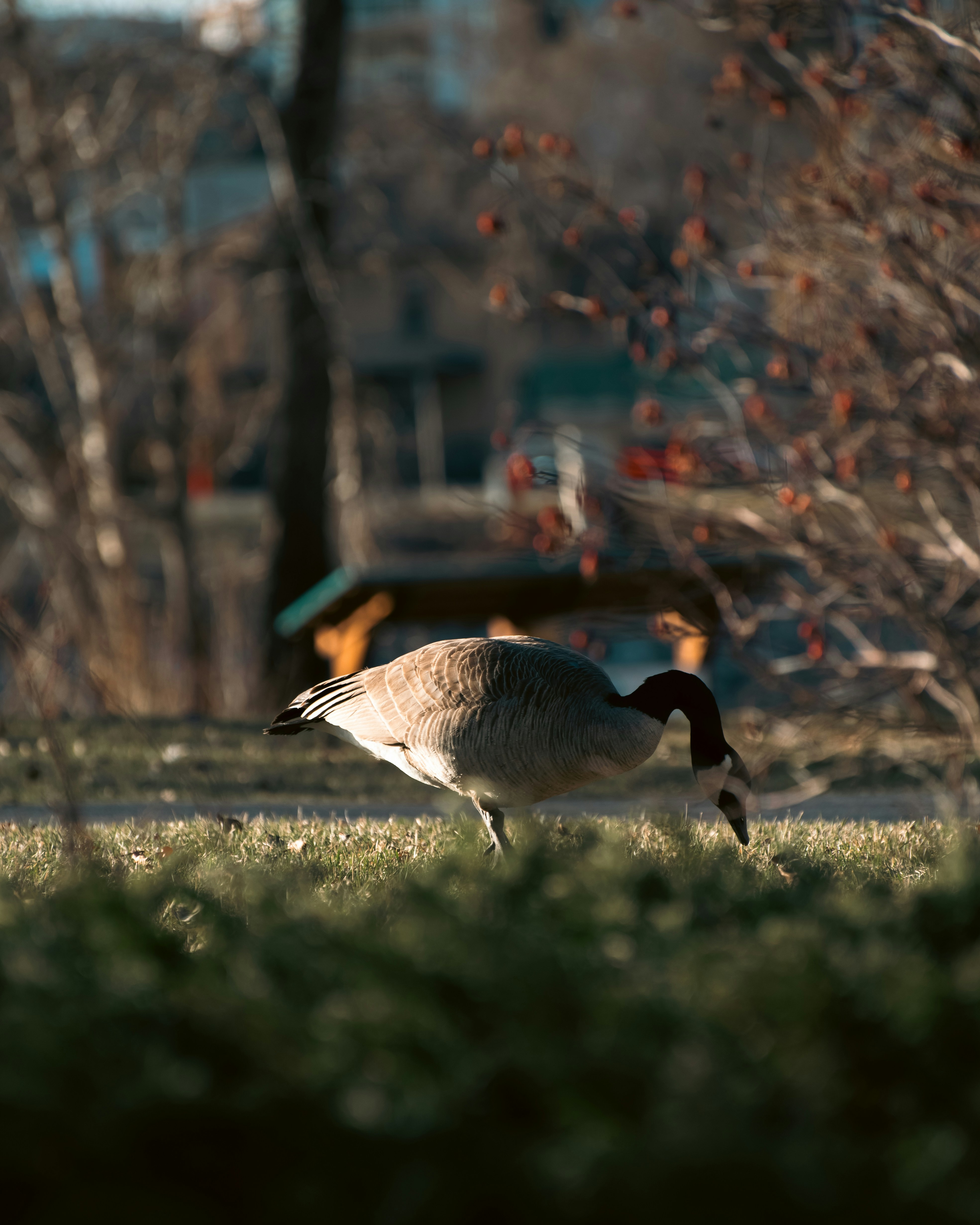A goose grazes on grass in the park.