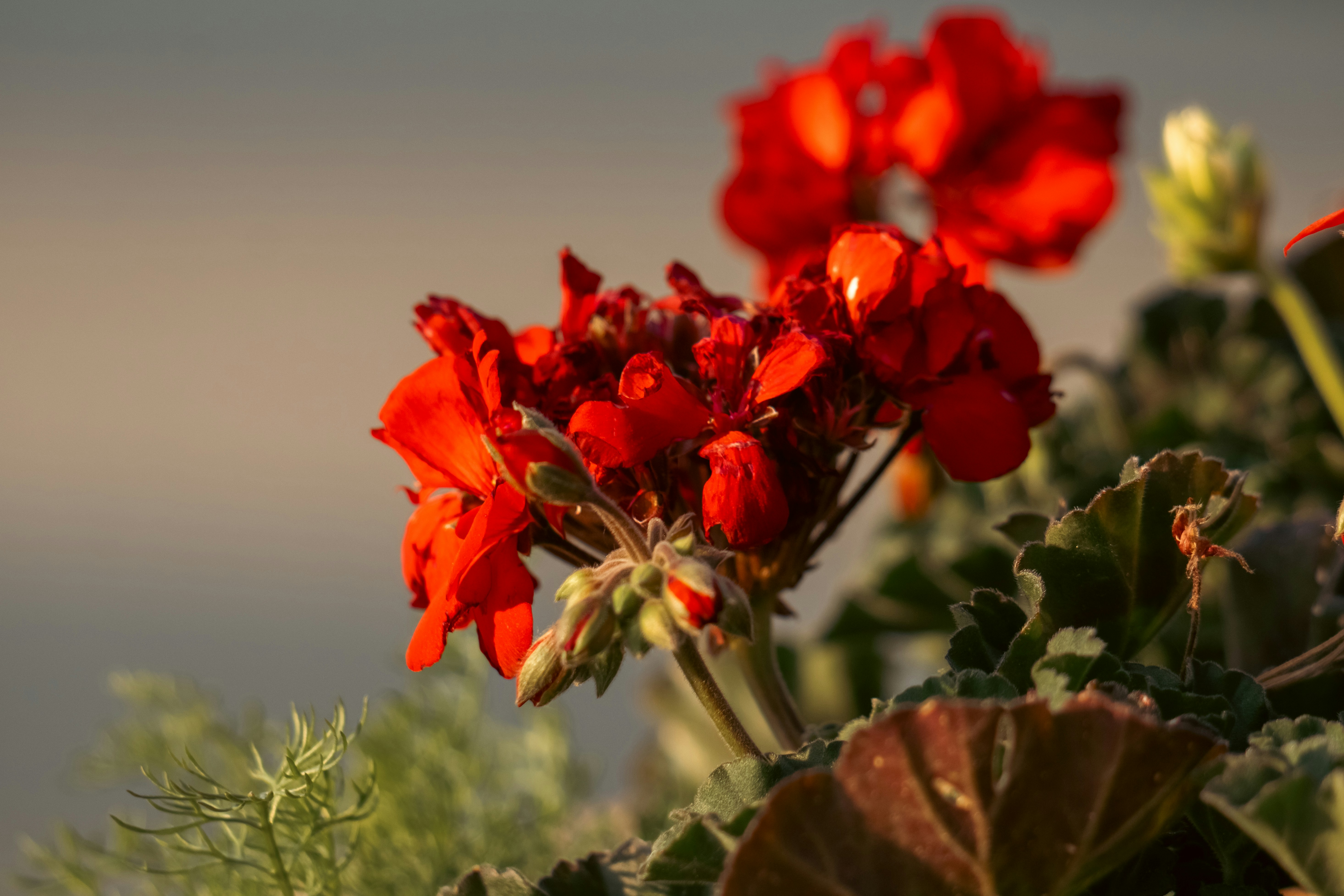 Clusters of bright red geranium flowers surrounded by lush green leaves, illuminated by soft golden sunlight.