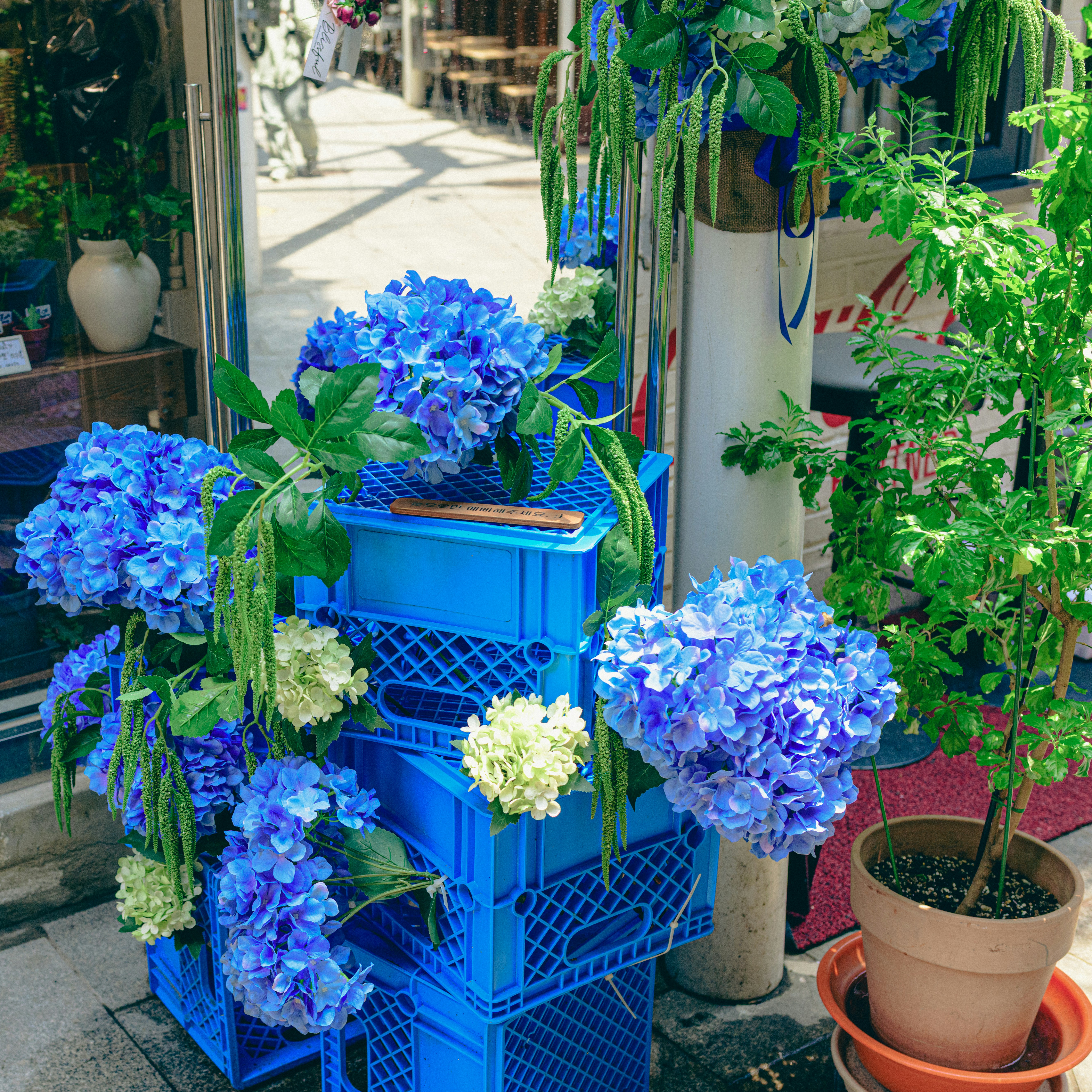 Hydrangea Cascade in a Stack of Blue Crates by a City Shopfront
