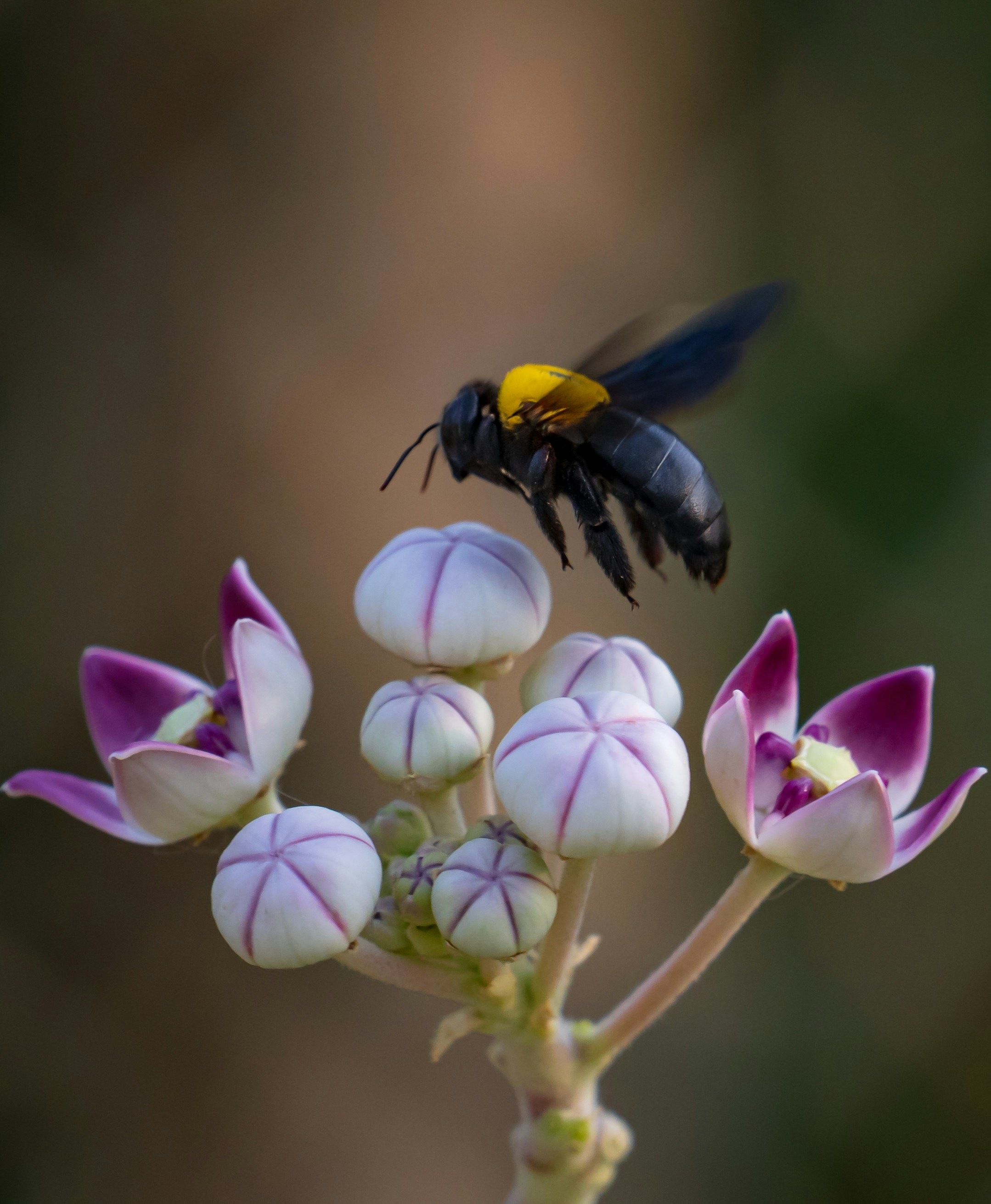 Bee in Motion Above a Bloom Cluster
