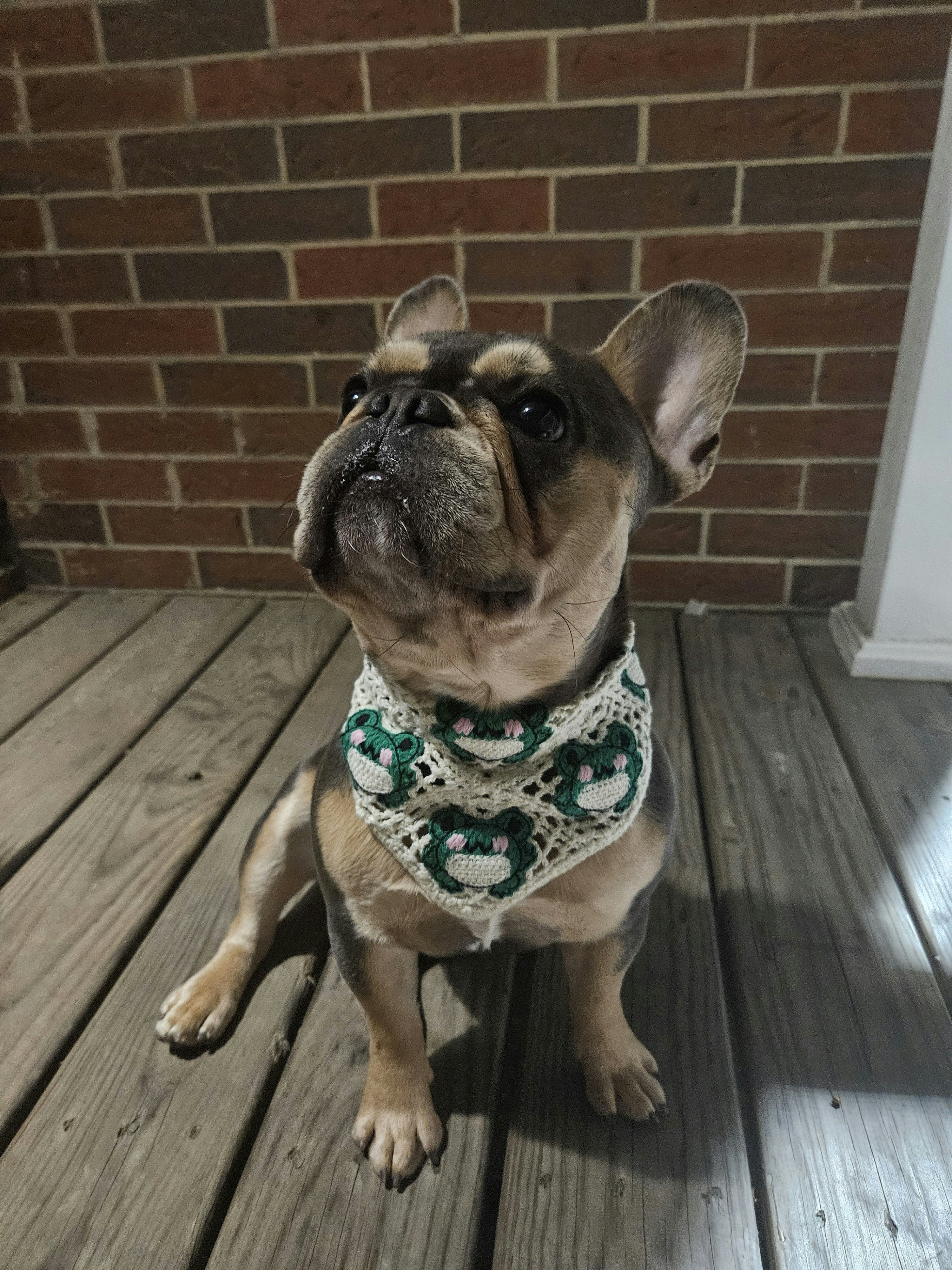 Paw-sitive Vibes: A Frenchie's Fashion Statement