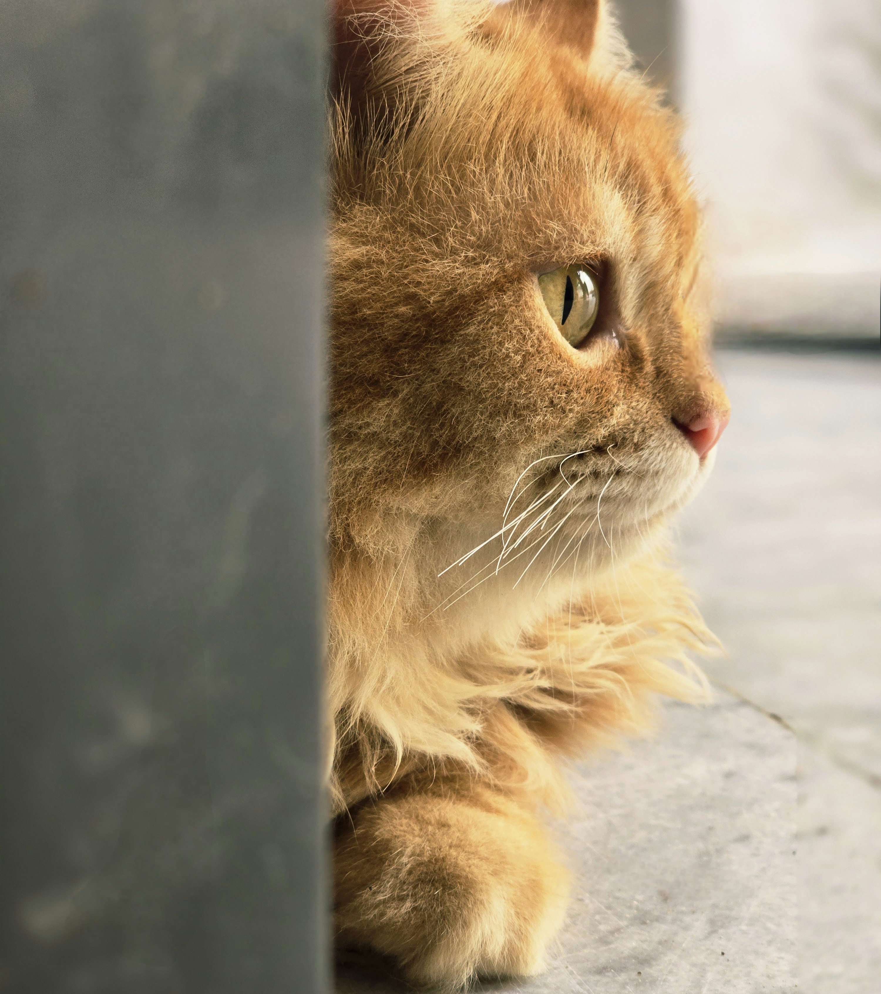 An orange cat gazes into the distance.