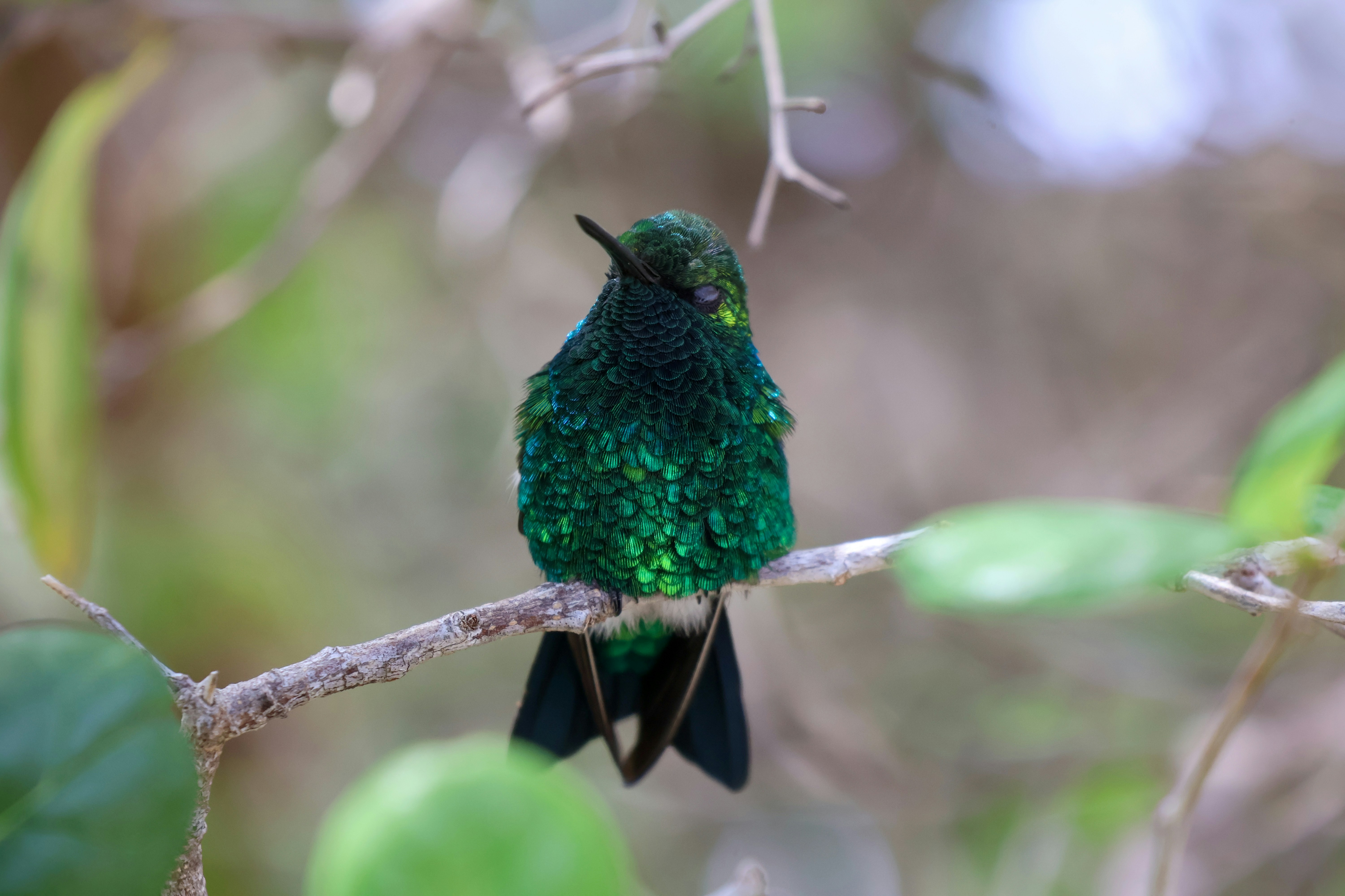 Vibrant green hummingbird perched on a branch, showcasing its iridescent plumage amidst blurred foliage.