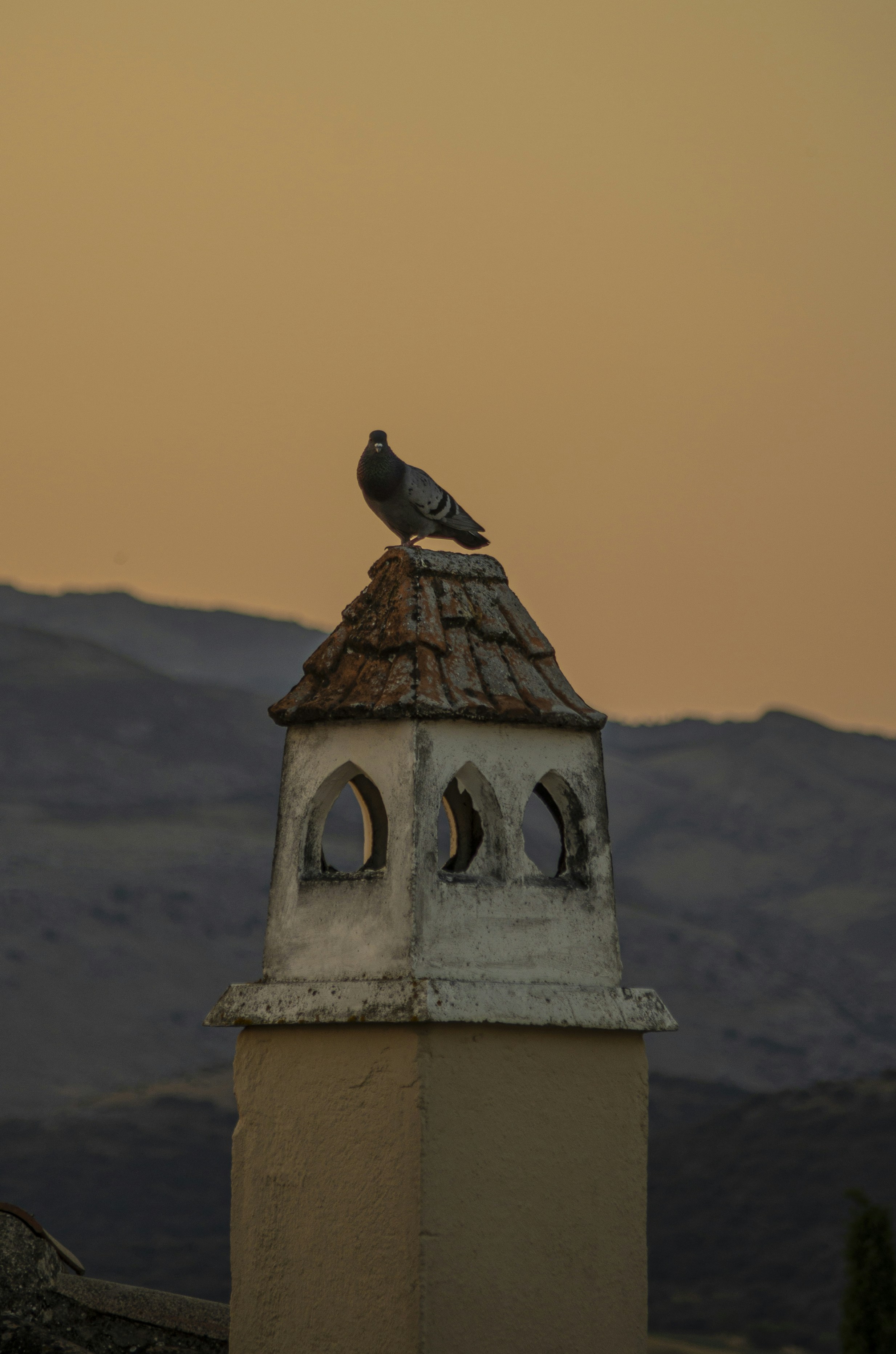 A pigeon perches atop a chimney.