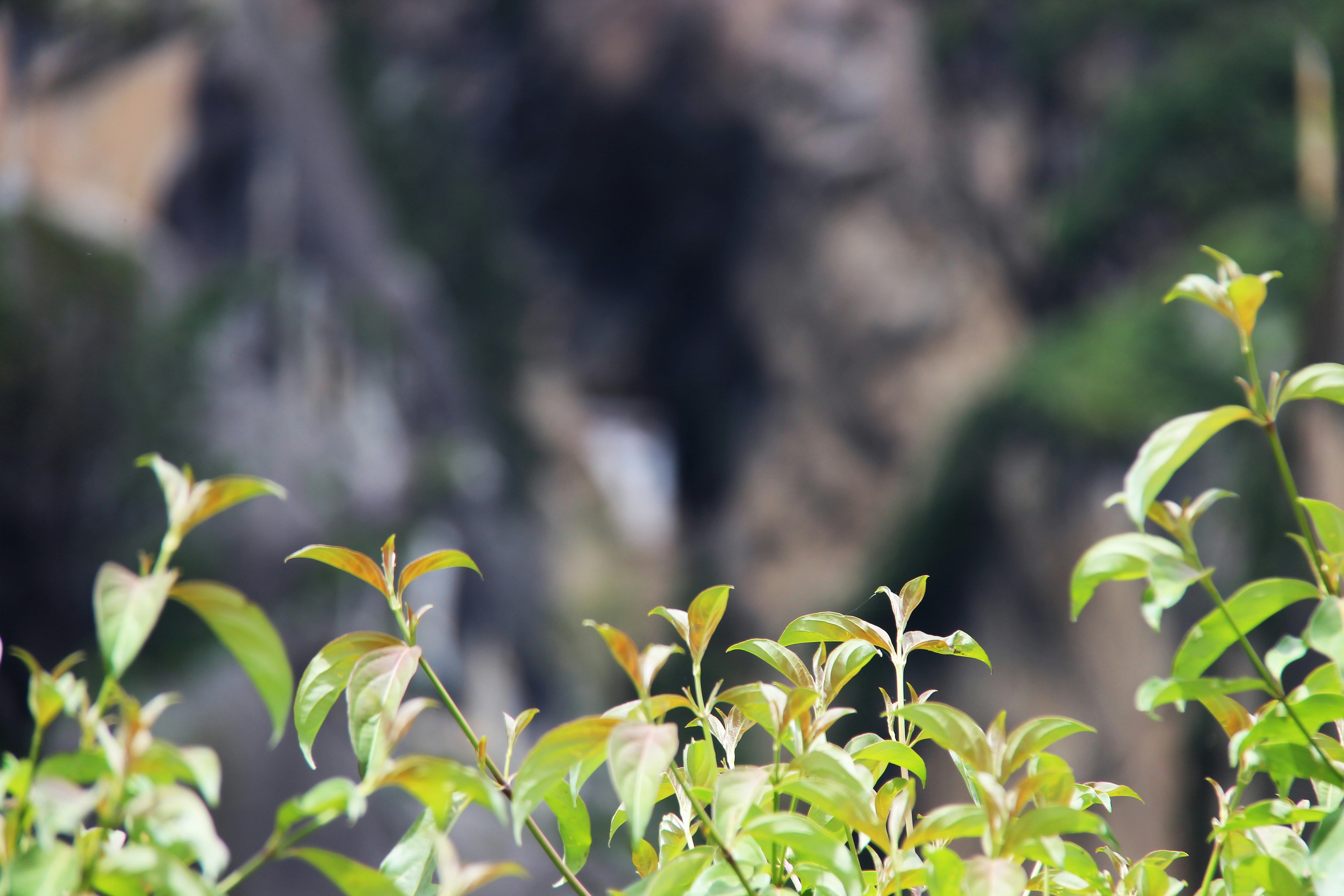 Whispers of Nature: A Verdant Embrace