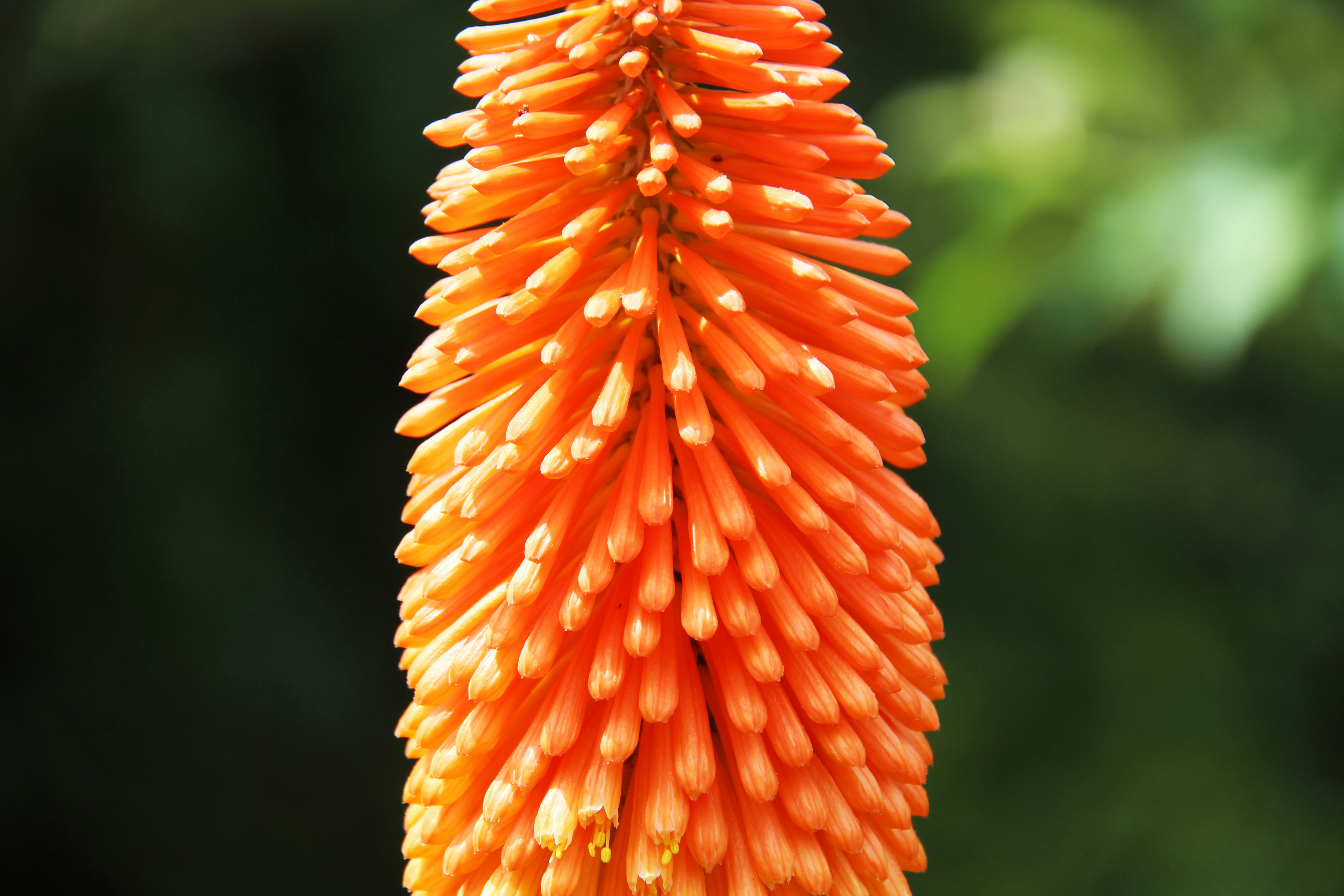 Here's a caption for the image: vibrant orange flower blossom against a dark background.