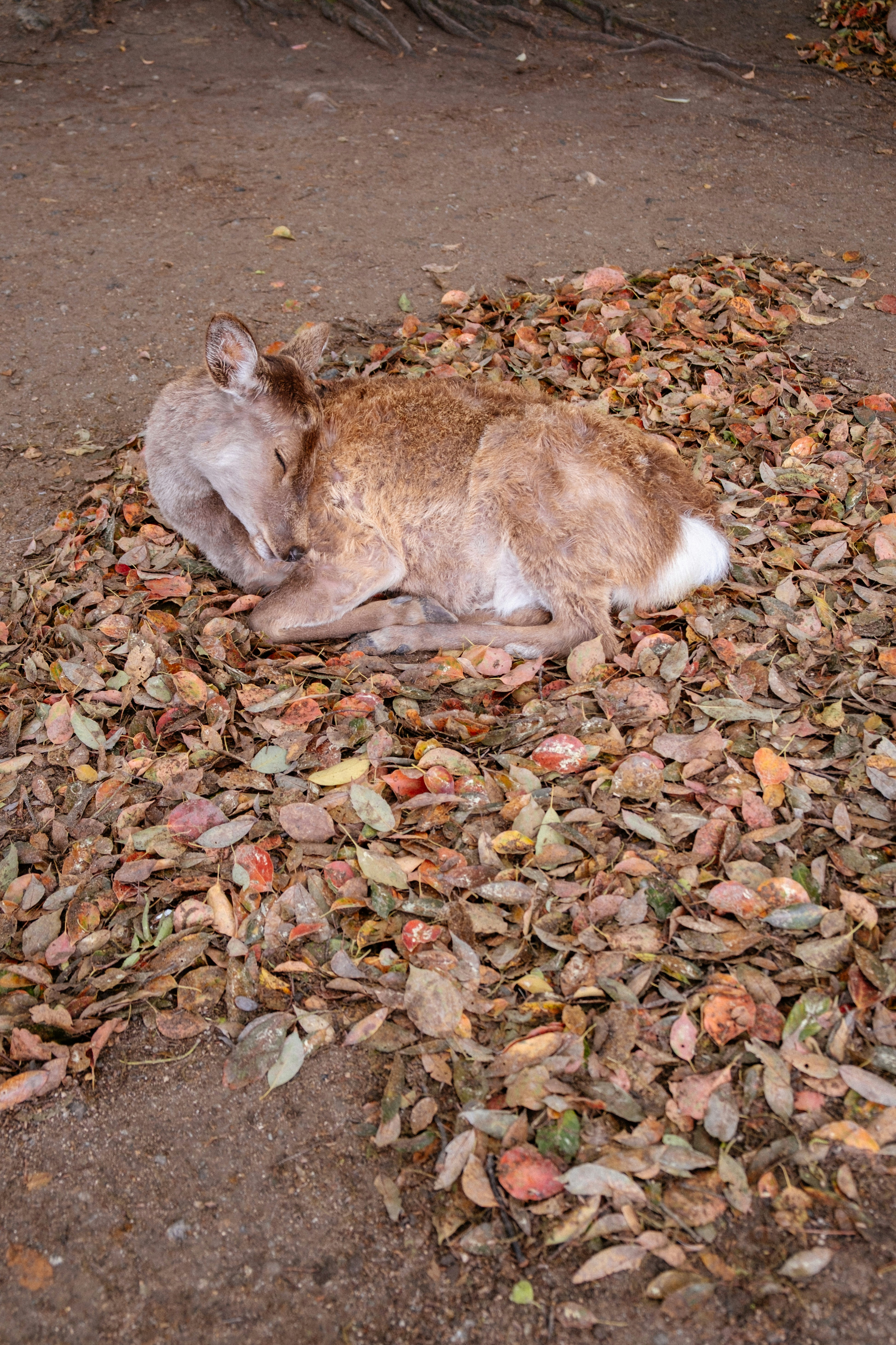 Serene Slumber Among Autumn Leaves