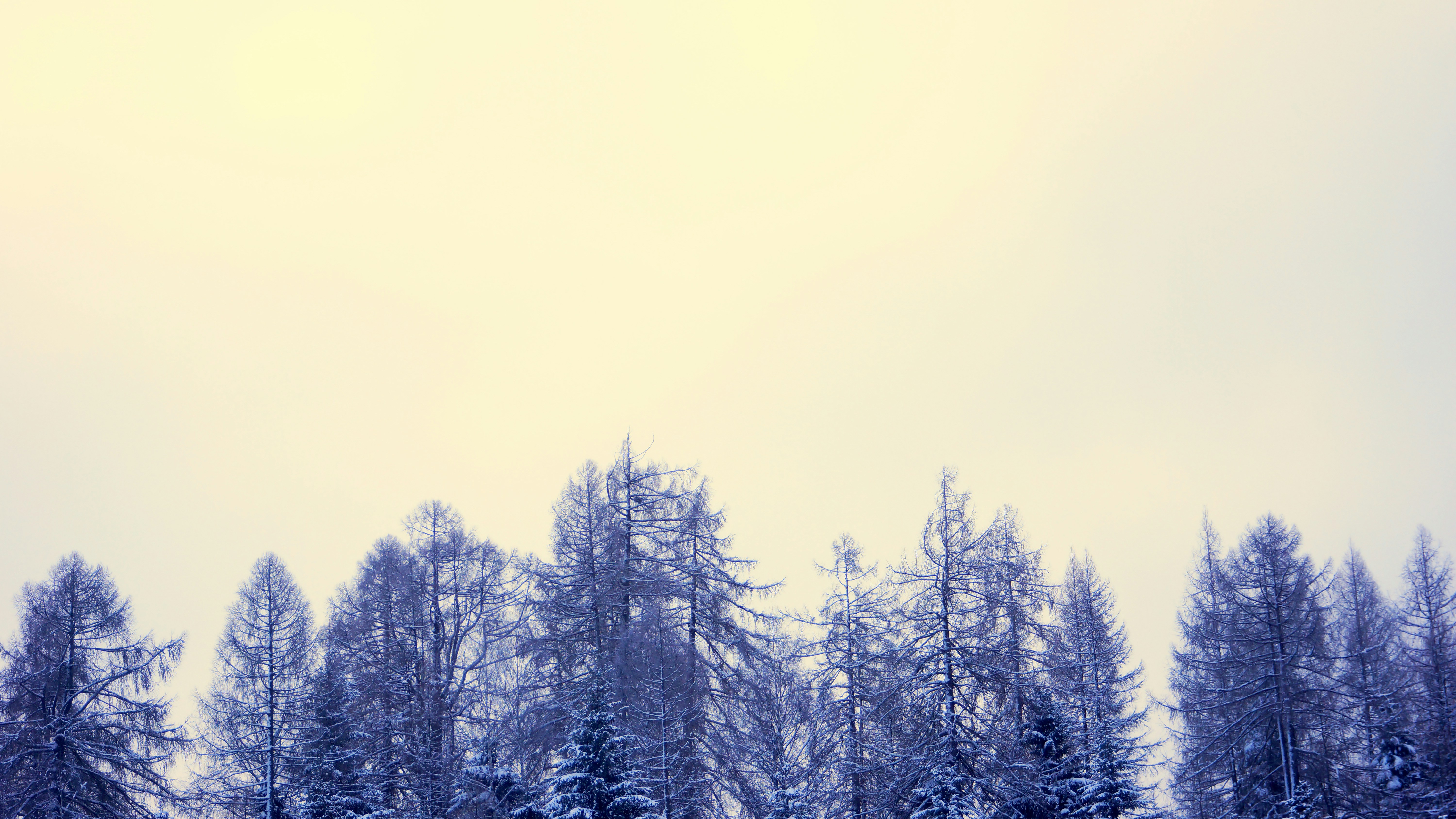 Snowy trees stand against a pale sky.