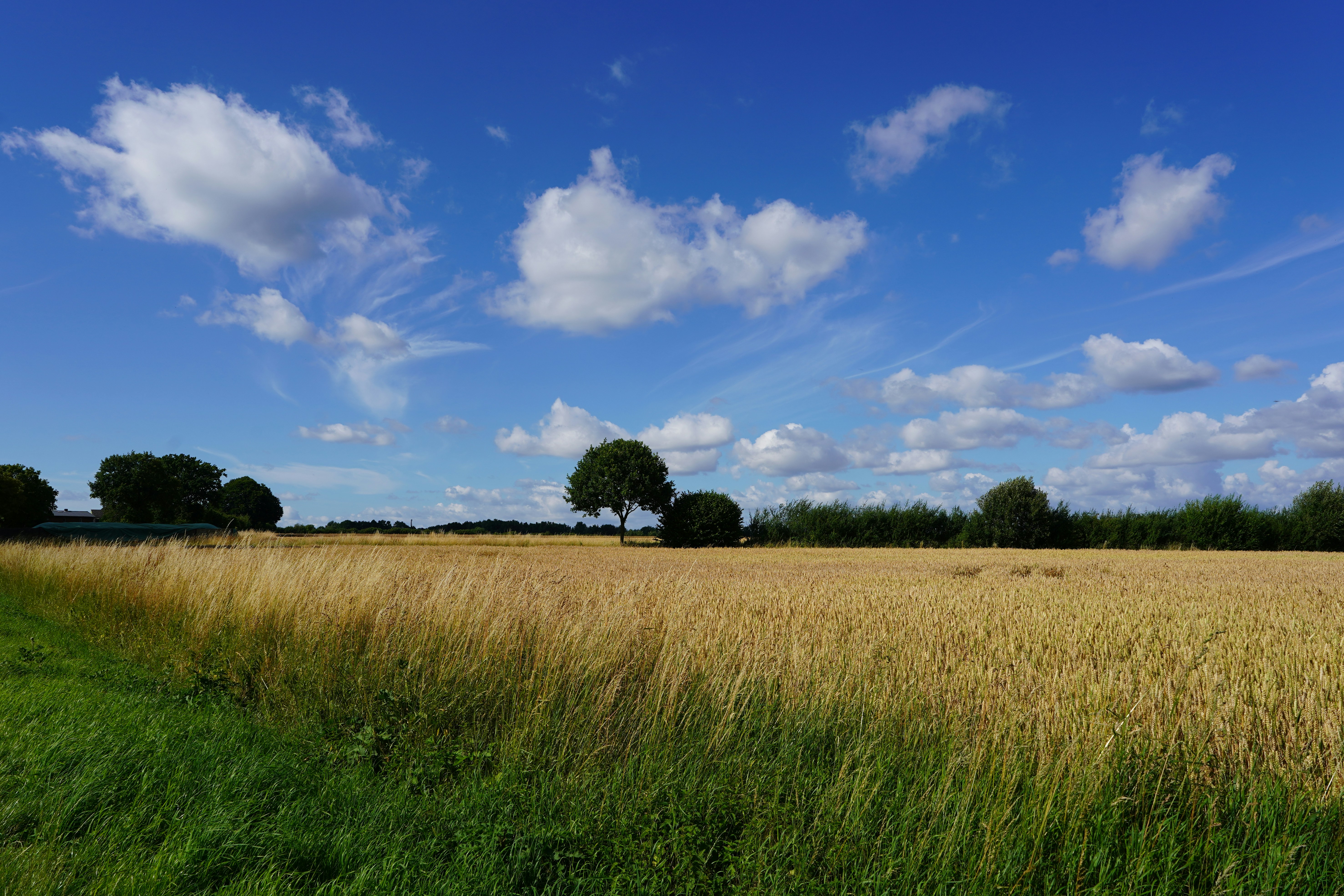 A field of wheat under a blue sky.