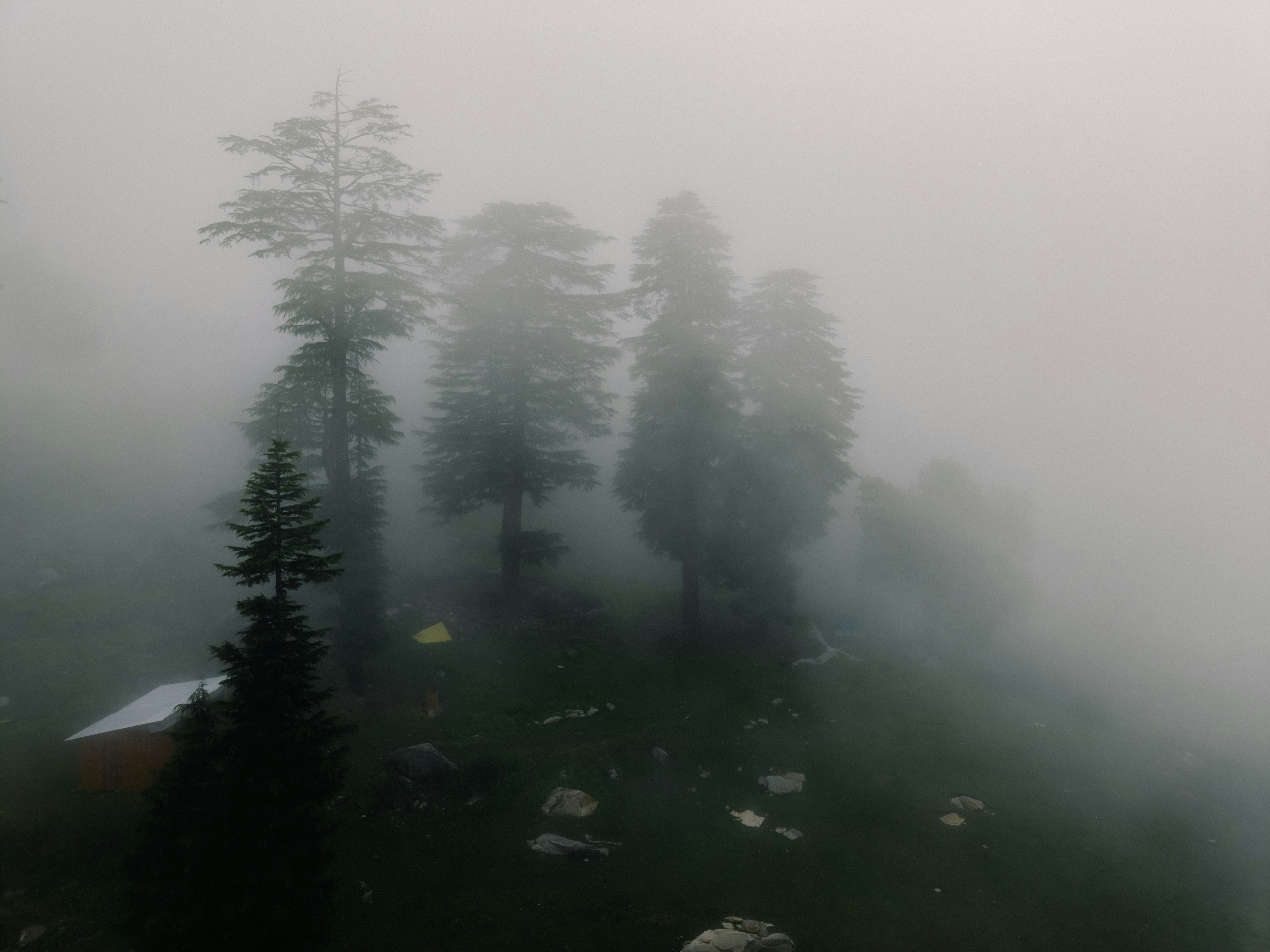 Trees are shrouded in dense fog.