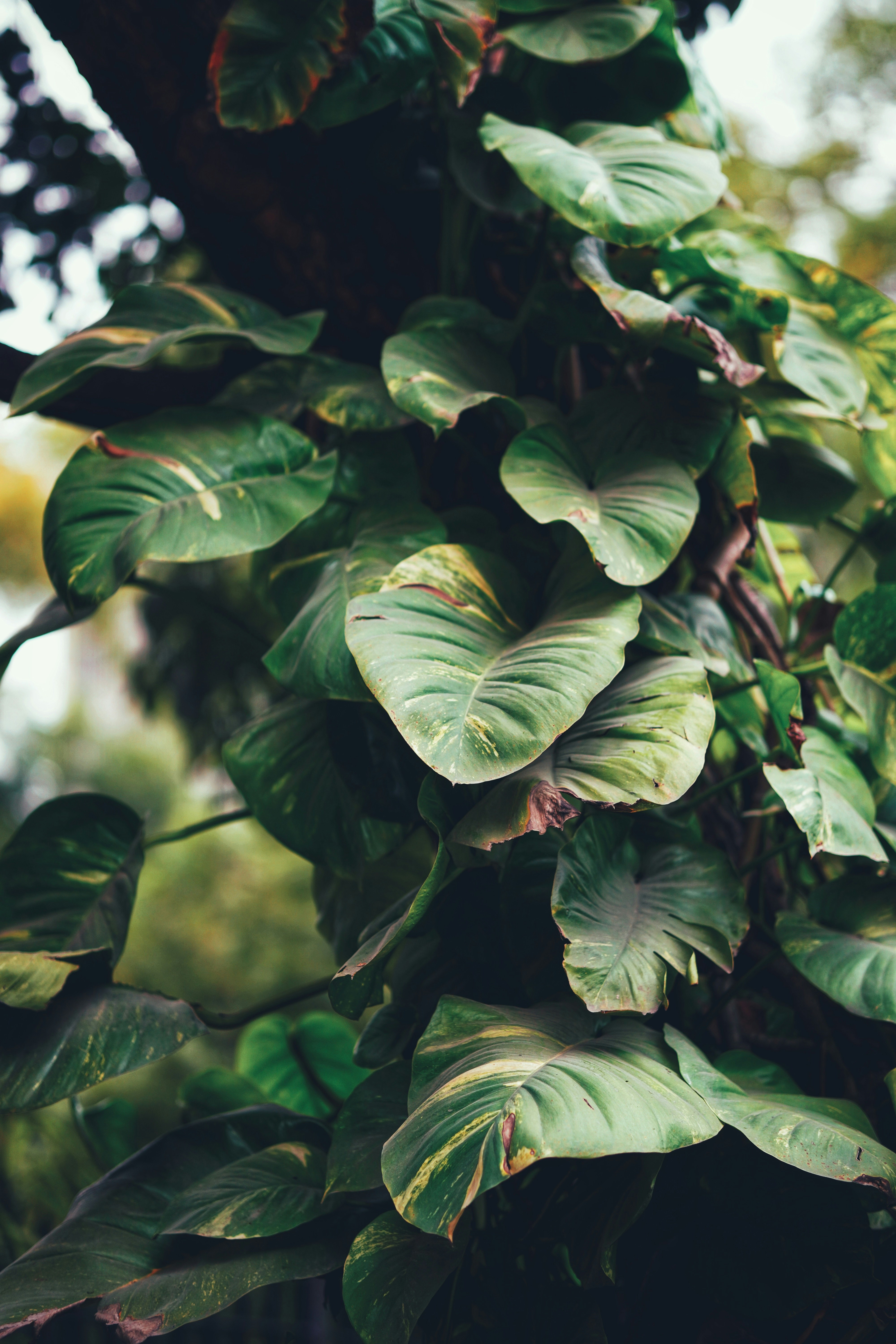 Prince Mathew (@metallizer) | Unsplash 사진 커뮤니티