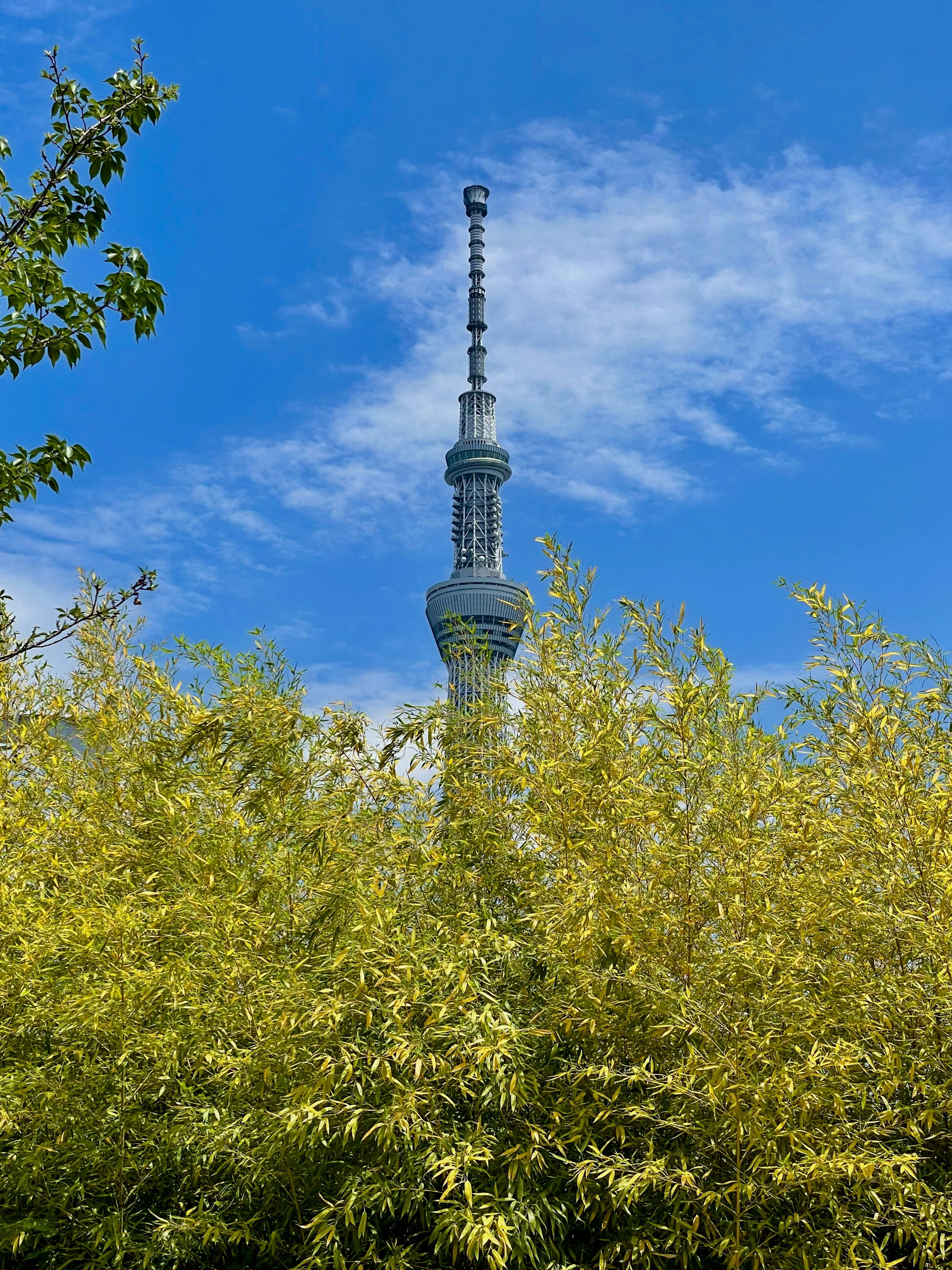 Tokyo Skytree peeking through lush green bamboo under a clear blue sky.