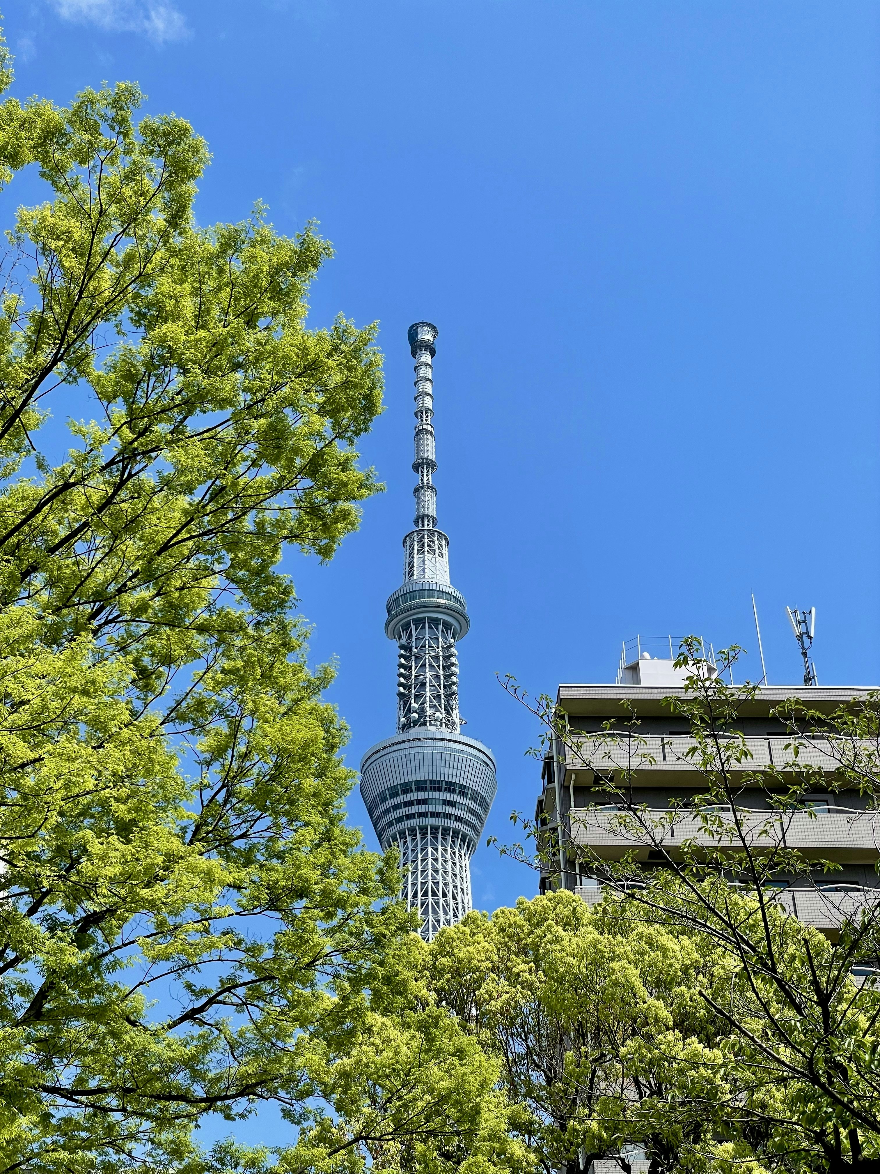 Tokyo Skytree Through a Canopy of Green