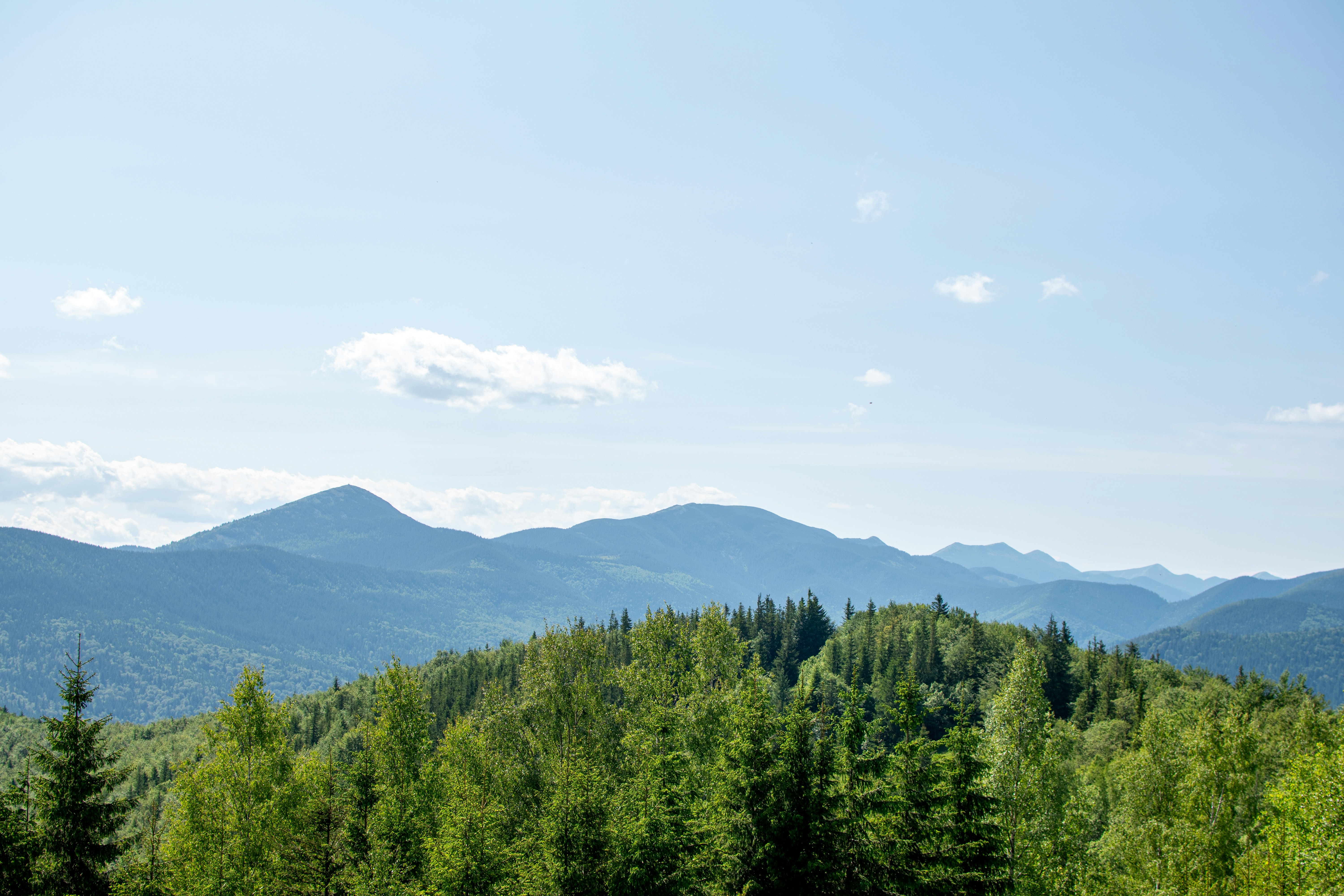 Mountains and a lush forest under a blue sky.