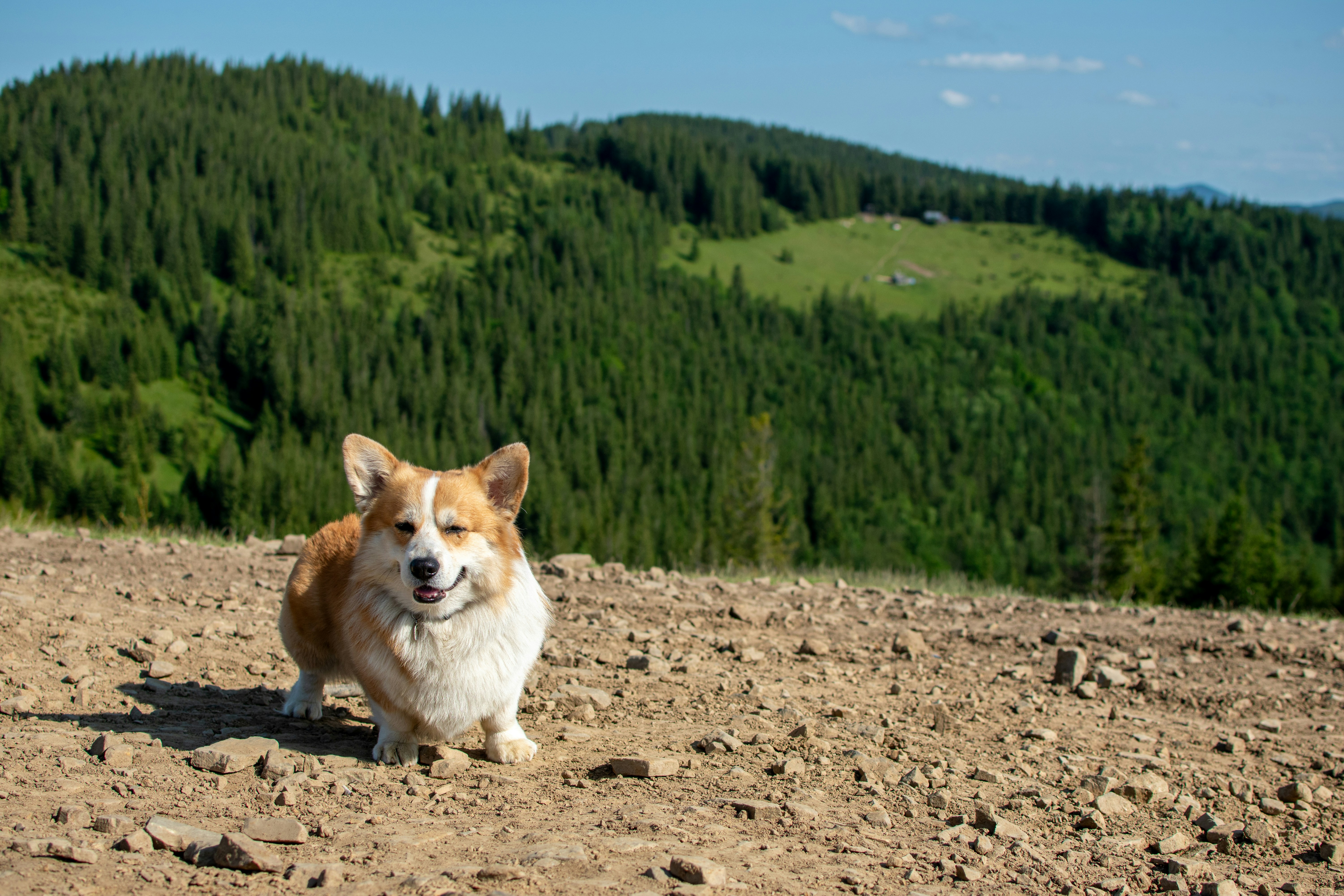 Corgi in the Wild: A Playful Encounter with Nature