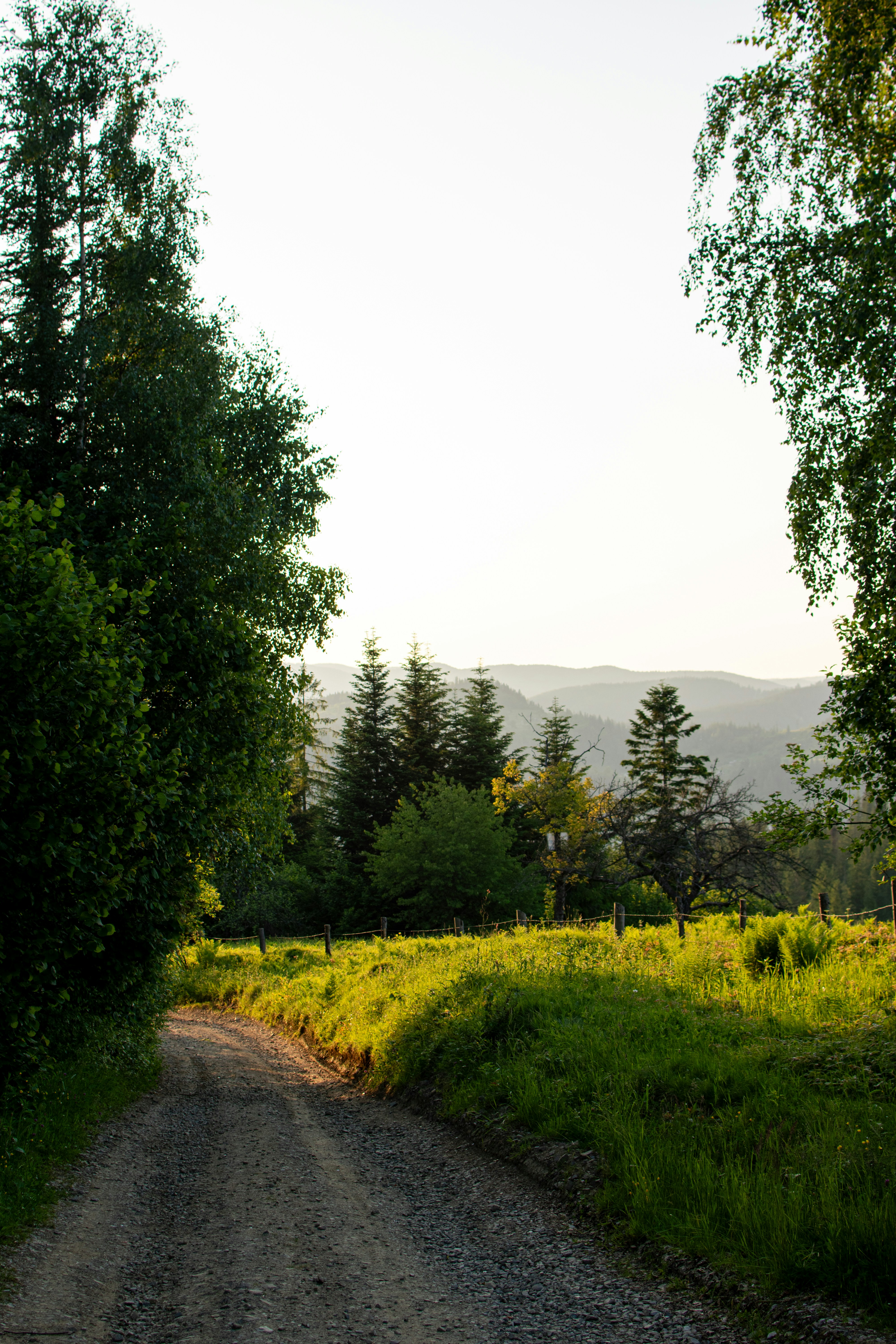 Pathway to Serenity: A Journey Through Nature's Embrace