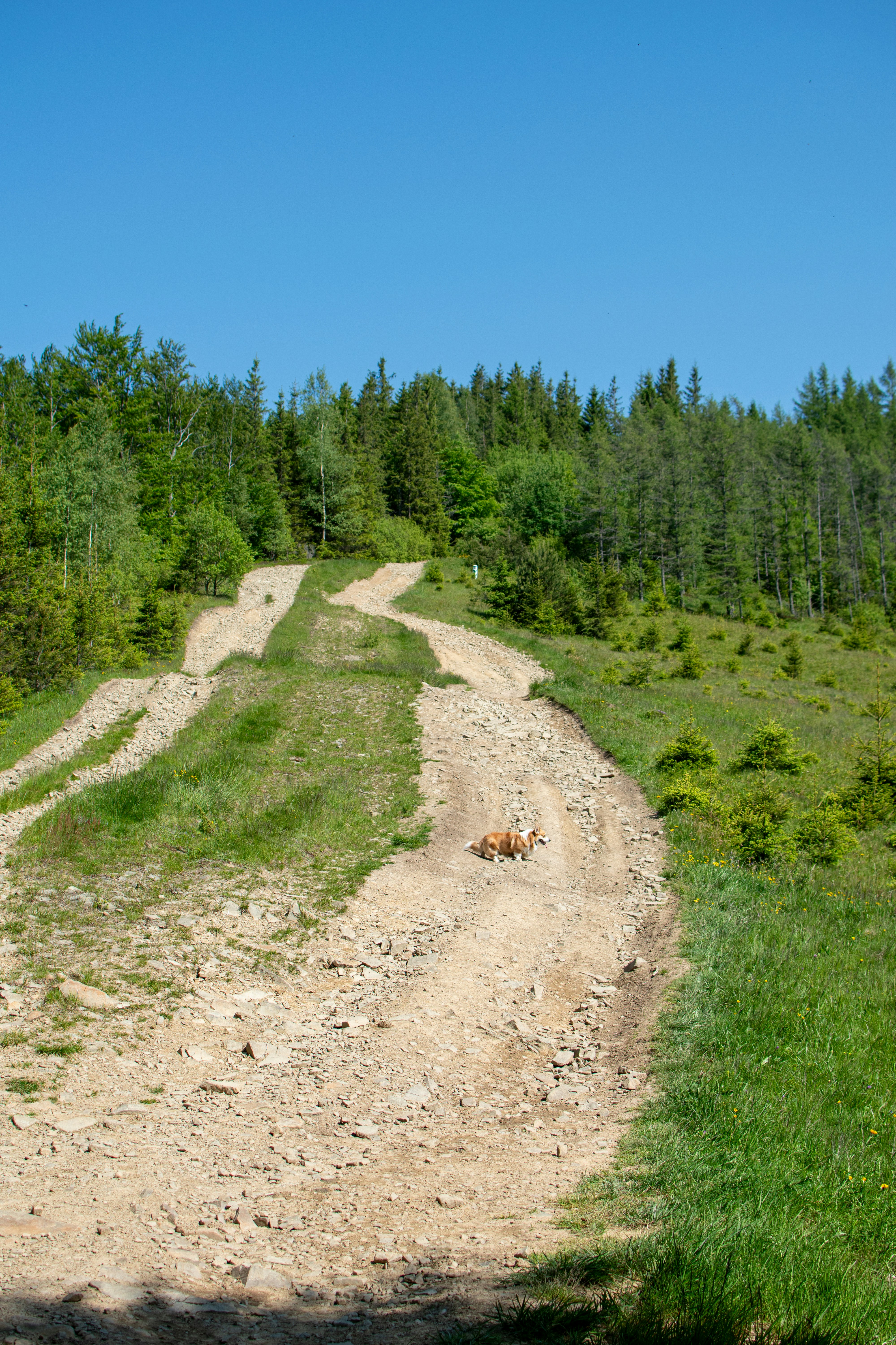 A gravel road winds through a forest under sunny skies.