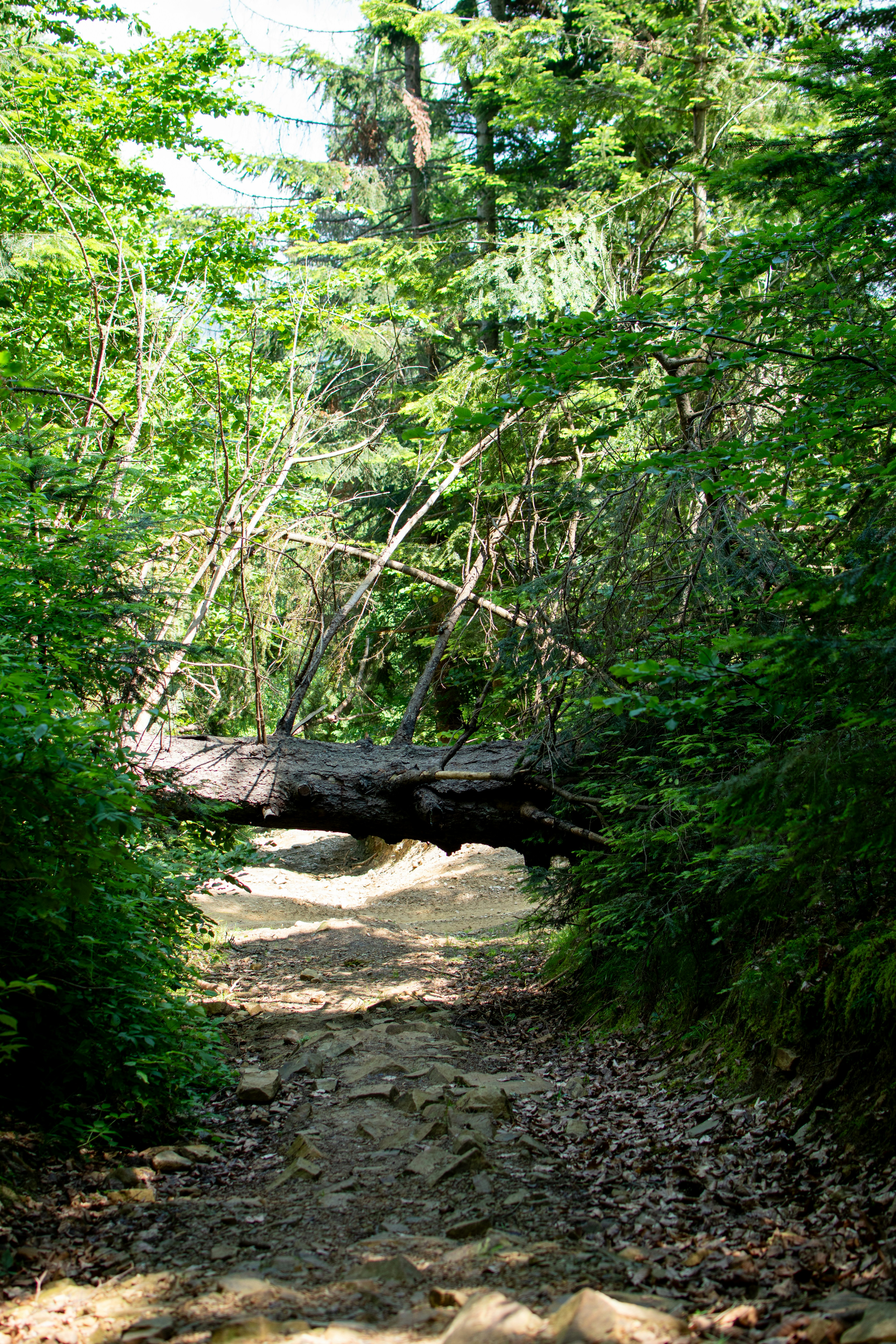 A large fallen tree spans across a forest path, surrounded by lush greenery and dappled sunlight filtering through the leaves.
