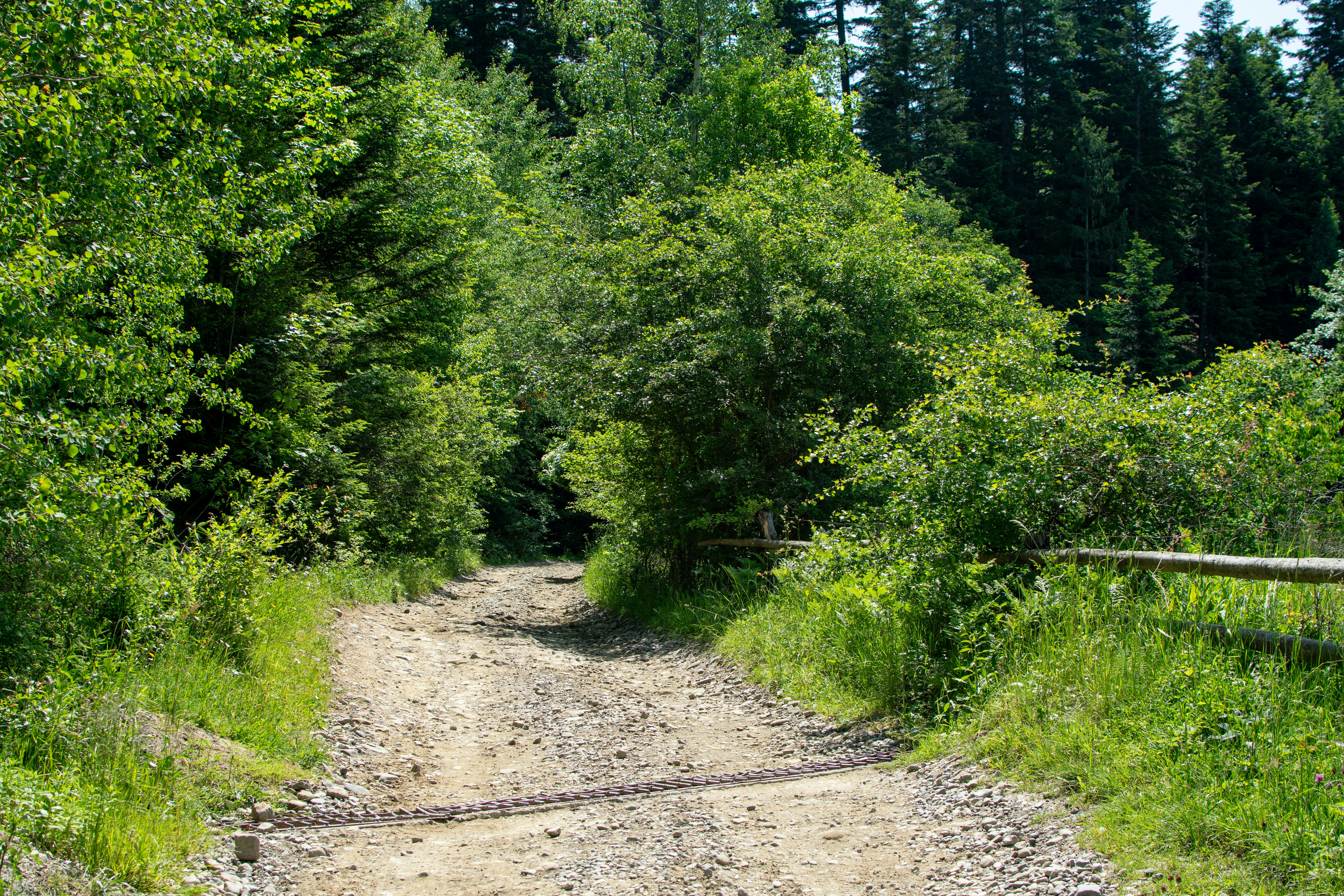 A sunlit dirt path meanders through lush greenery, flanked by vibrant foliage and trees. The scene invites exploration and connection with the outdoors.