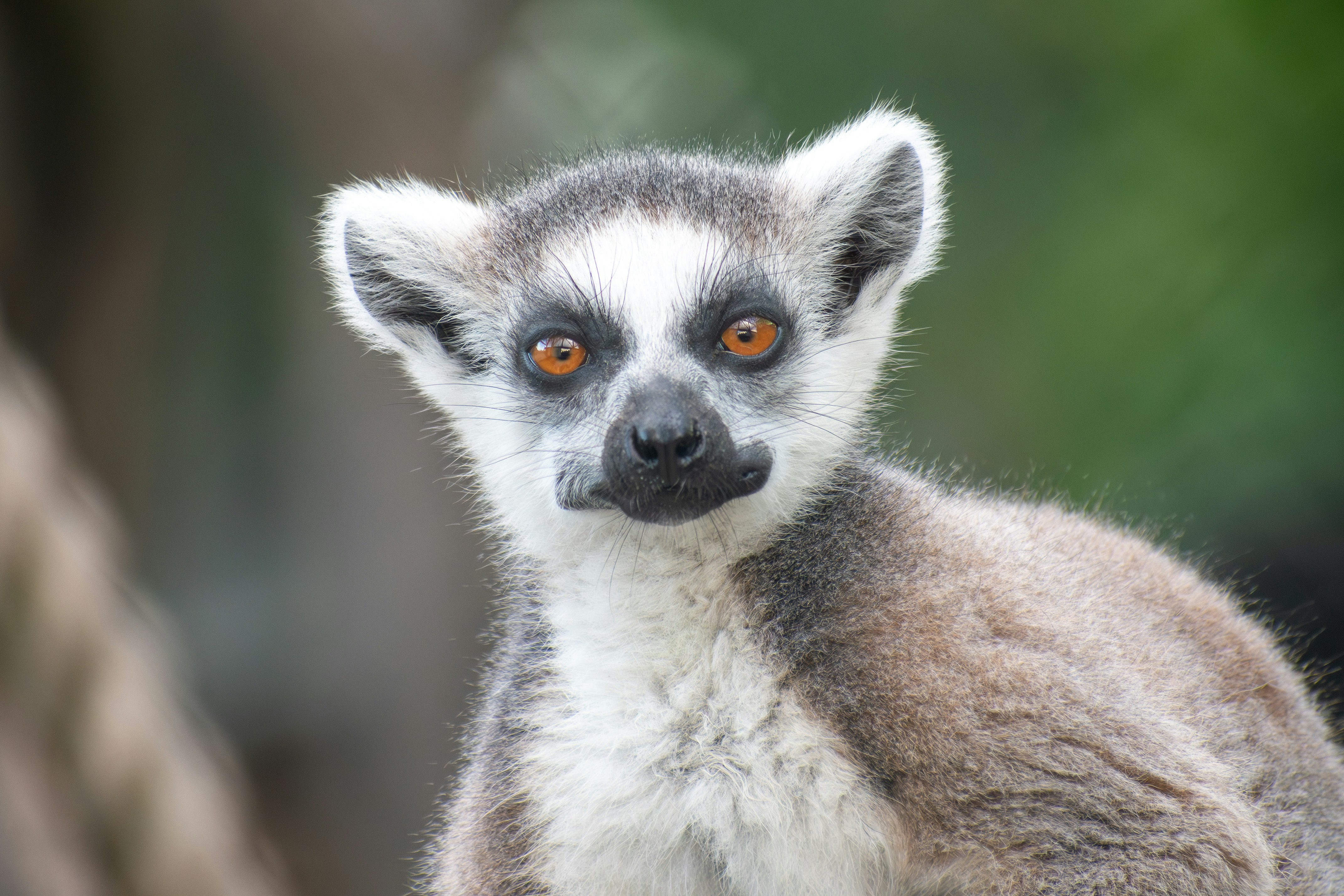 Close-up of a lemur with striking orange eyes and a unique facial pattern, set against a blurred green background.