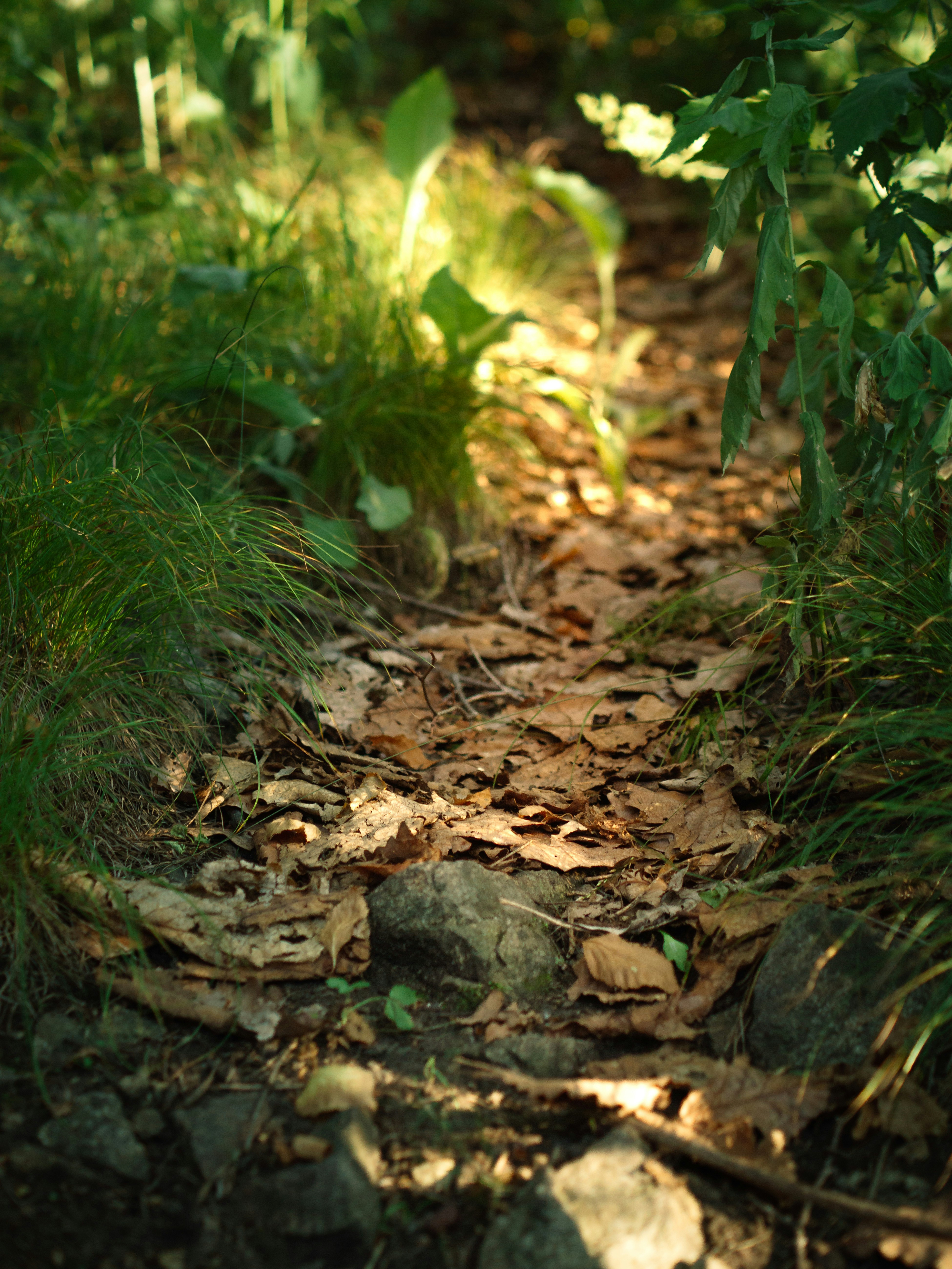Leaf-strewn pathway winding through lush greenery, illuminated by soft sunlight filtering through the foliage.