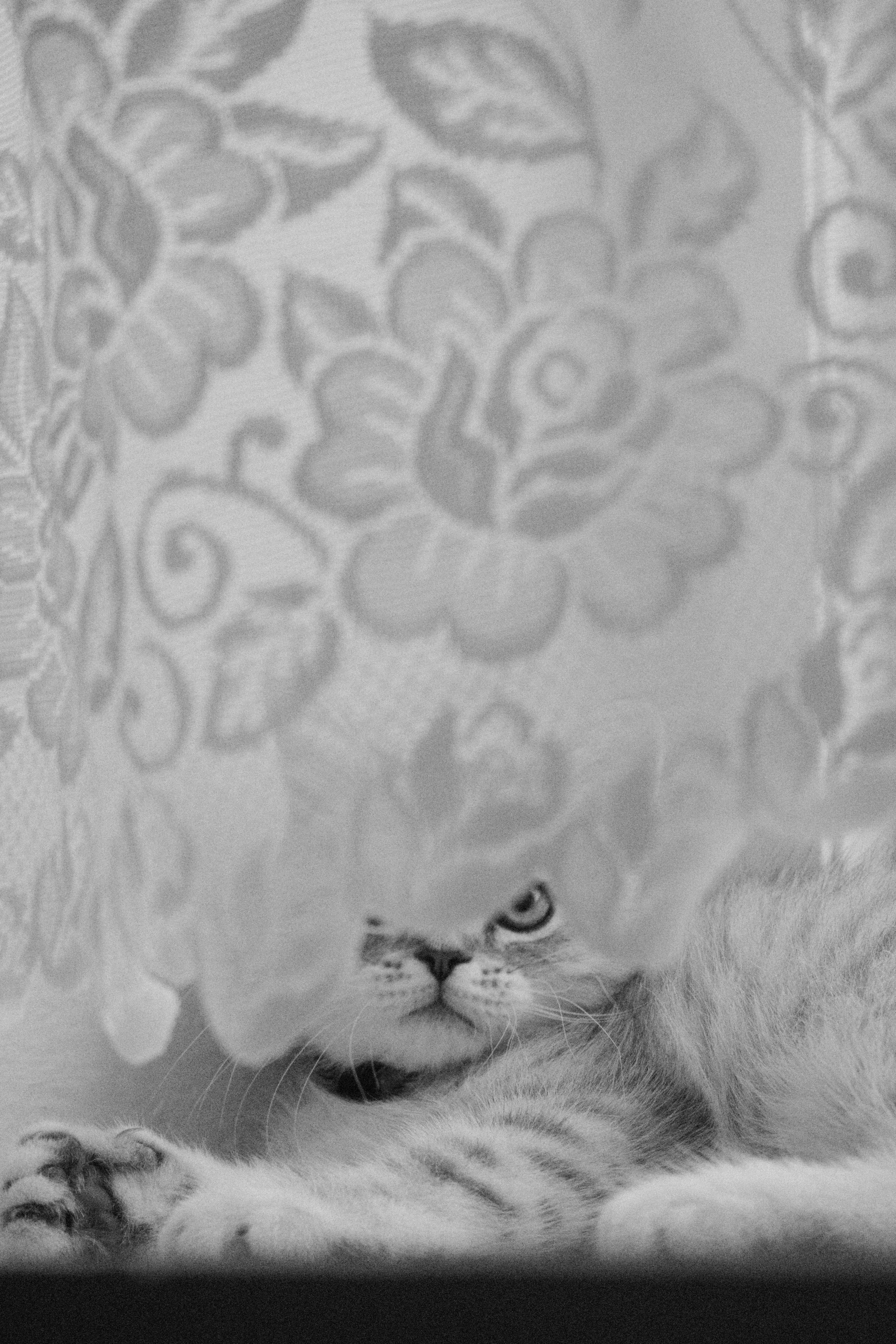 Whiskered Intrigue Behind the Veil
