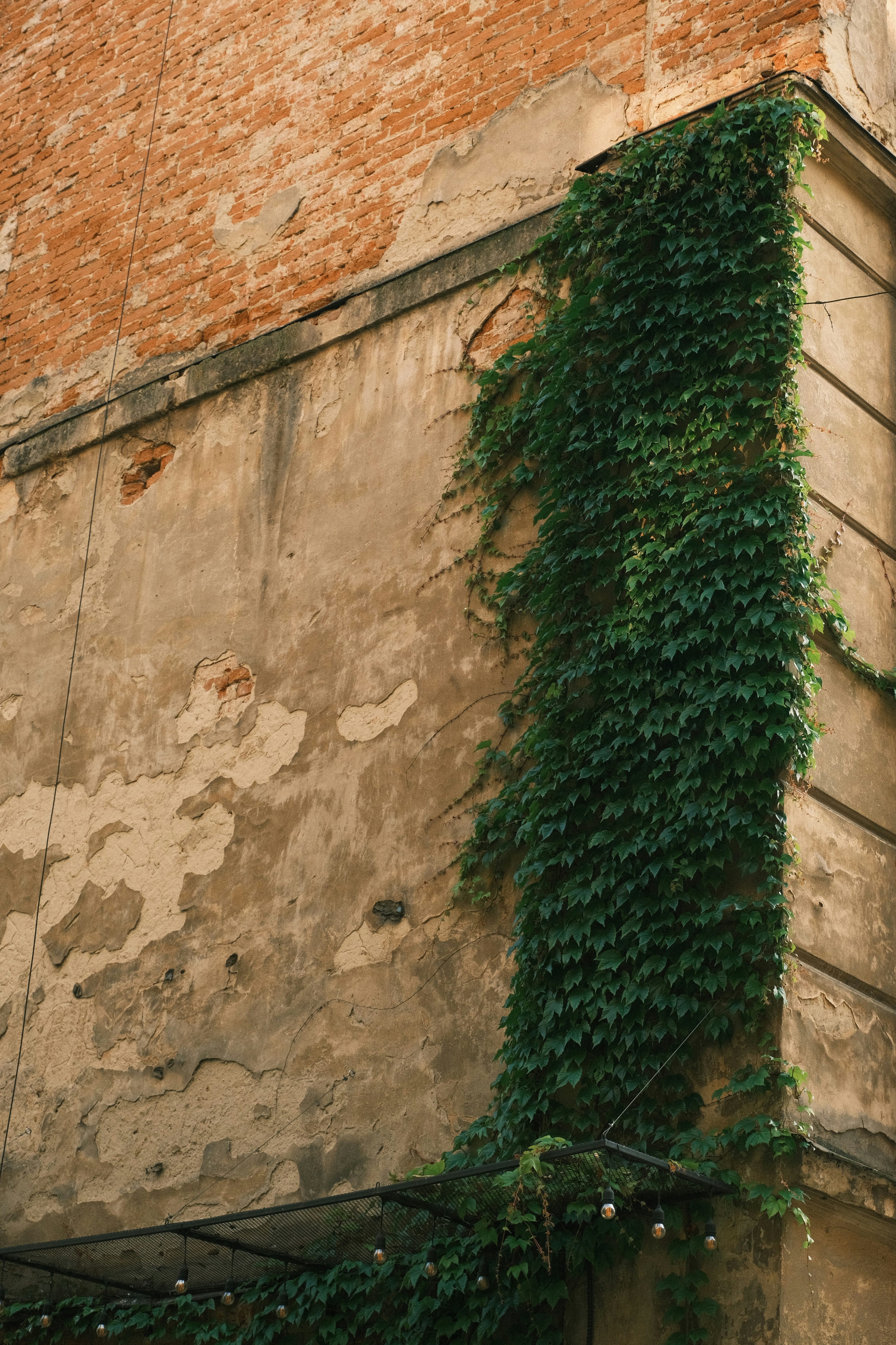 Ivy climbs a weathered wall.