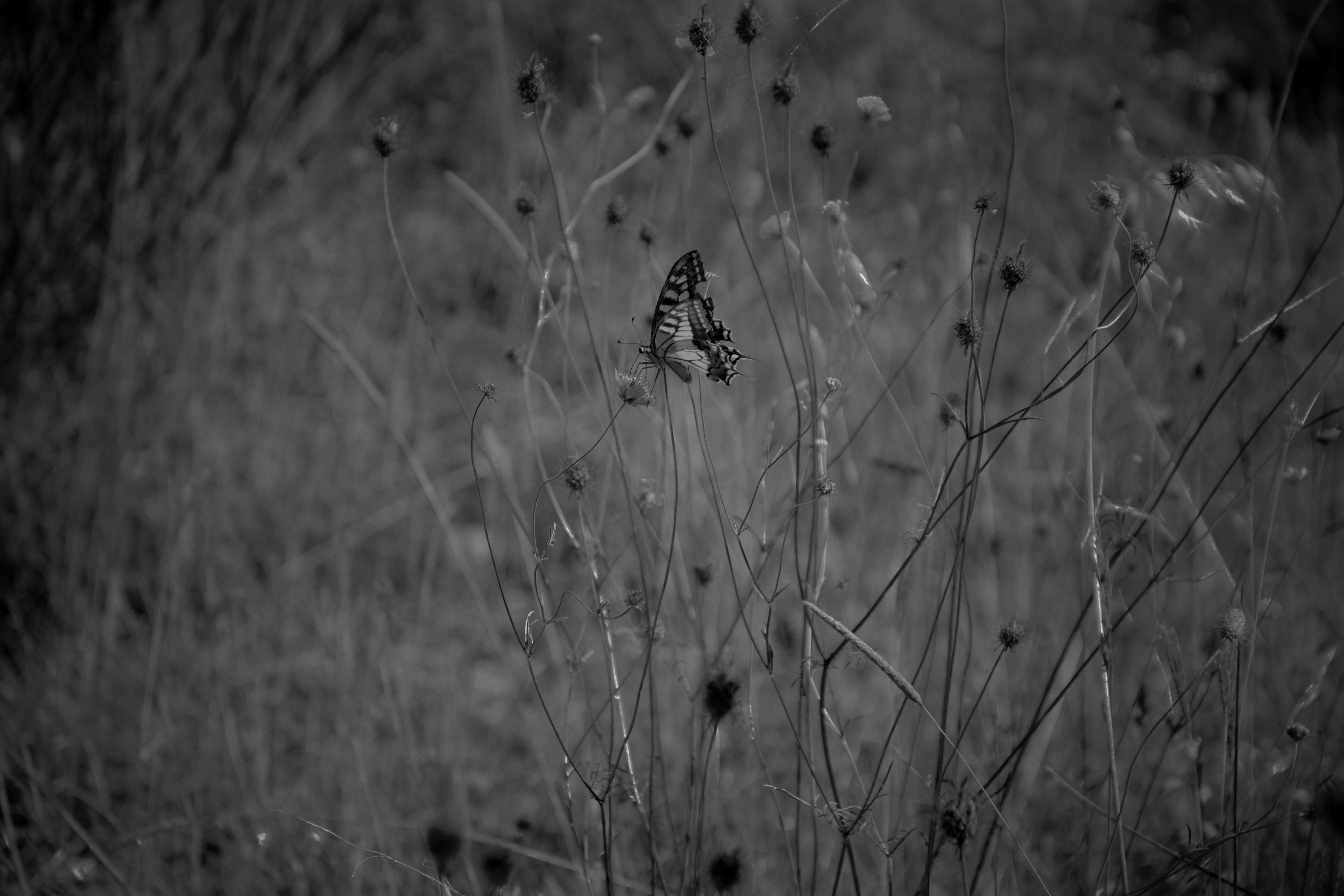 Whispers of Nature: A Butterfly's Solitude